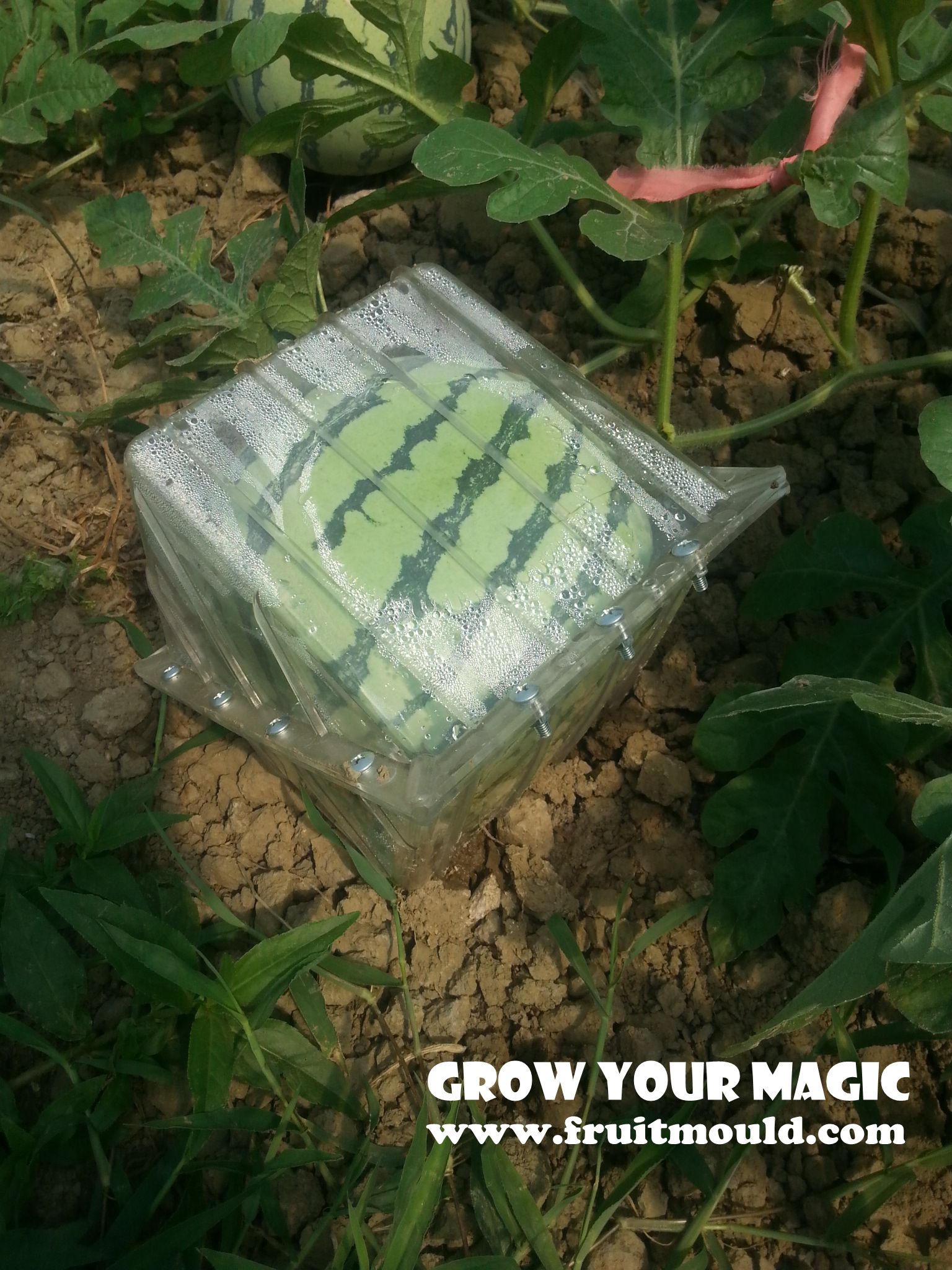 How to Make Square Shape Watermelon : 3 Steps - Instructables