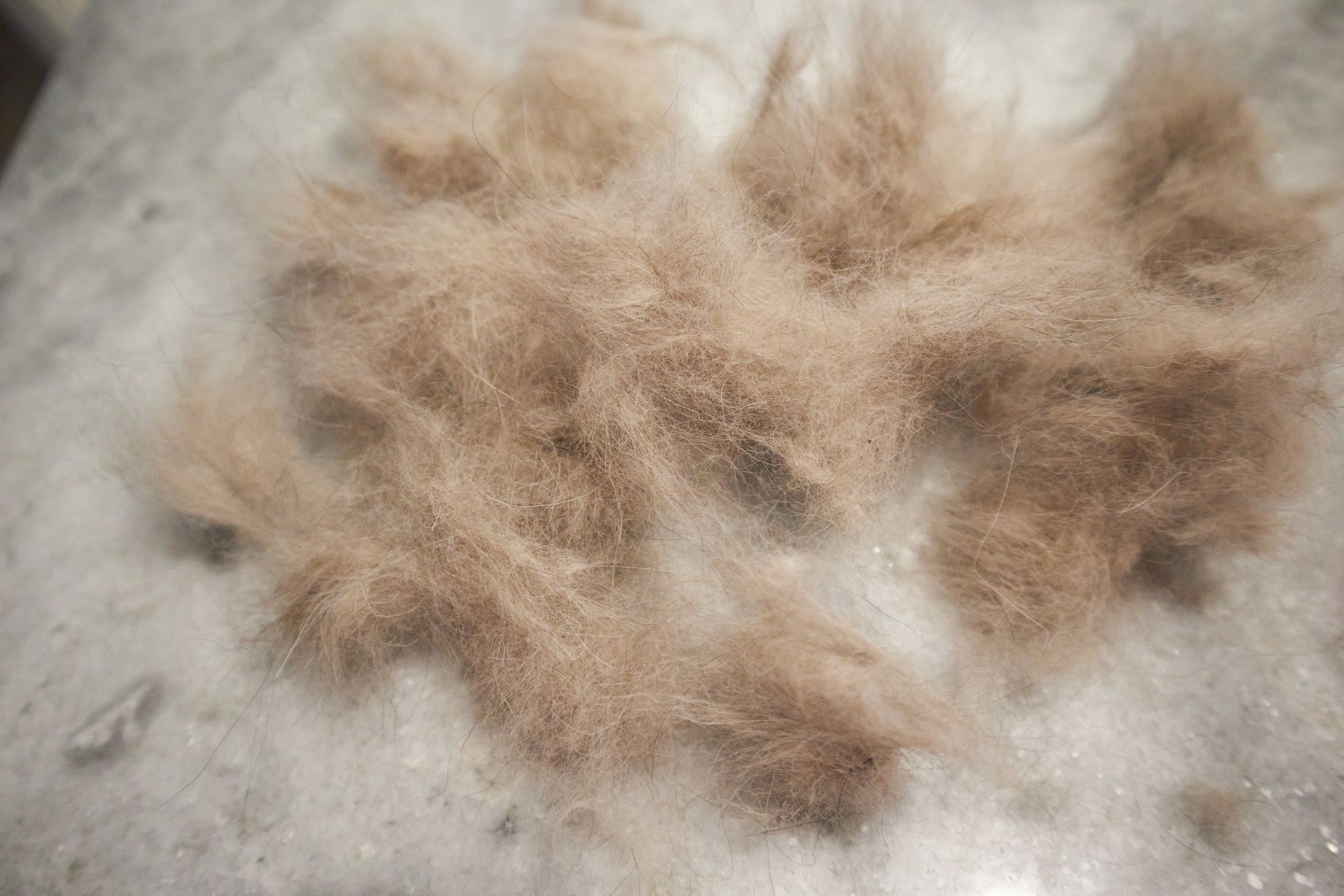 Cat to a Hat : 4 Steps (with Pictures) - Instructables