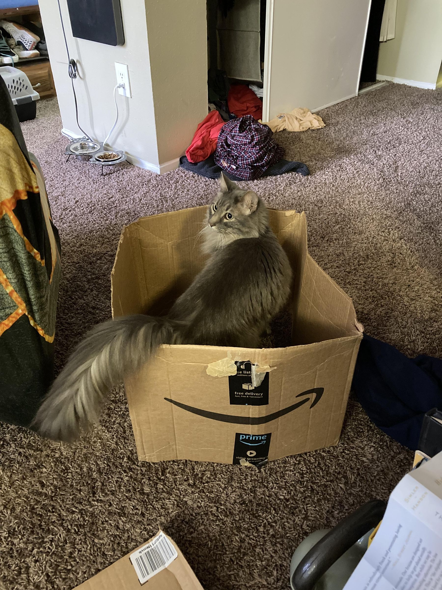 Recycle Shipping Boxes Into a Cat Scratching Circle : 3 Steps ...