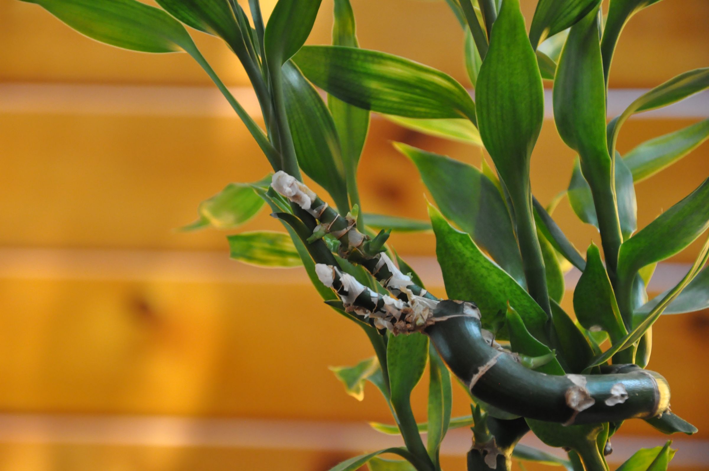 Cloning Your Bamboo : 7 Steps (with Pictures) - Instructables