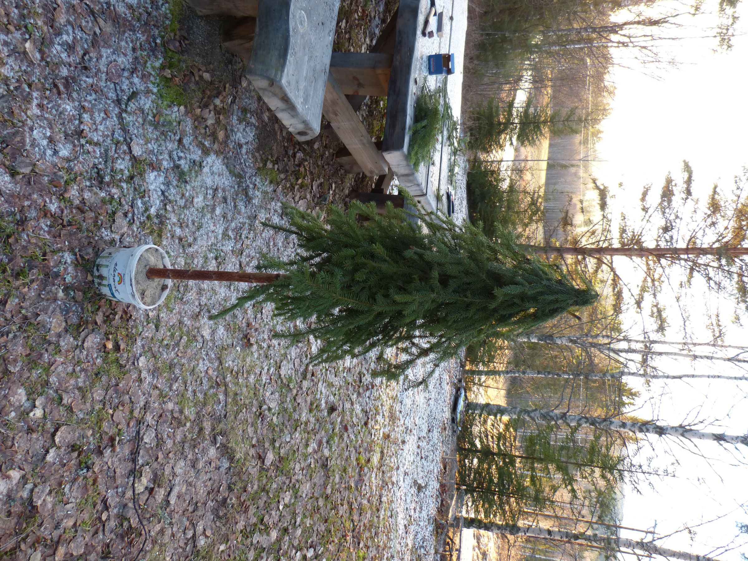 Easy Whimsical Christmas Trees From Branches : 9 Steps (with Pictures ...