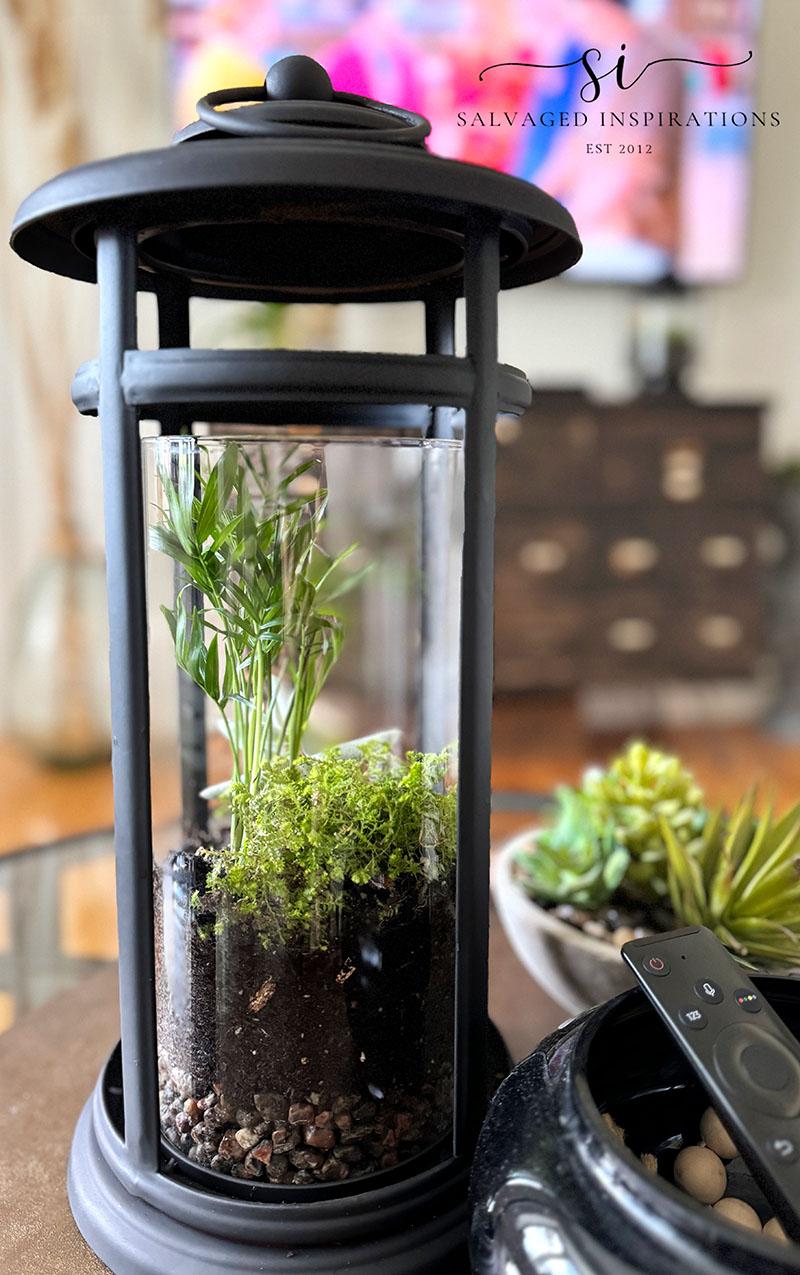 How to Create DIY Terrarium Using Thrift Store Supplies : 7 Steps (with Pictures) - Instructables