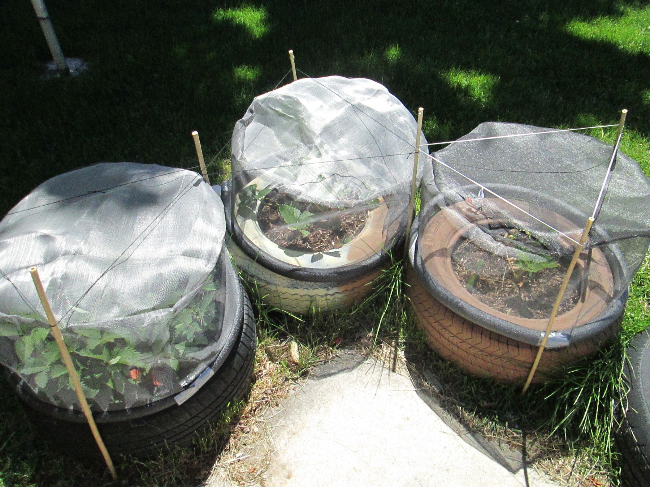 Strawberry Cages : 10 Steps (with Pictures) - Instructables