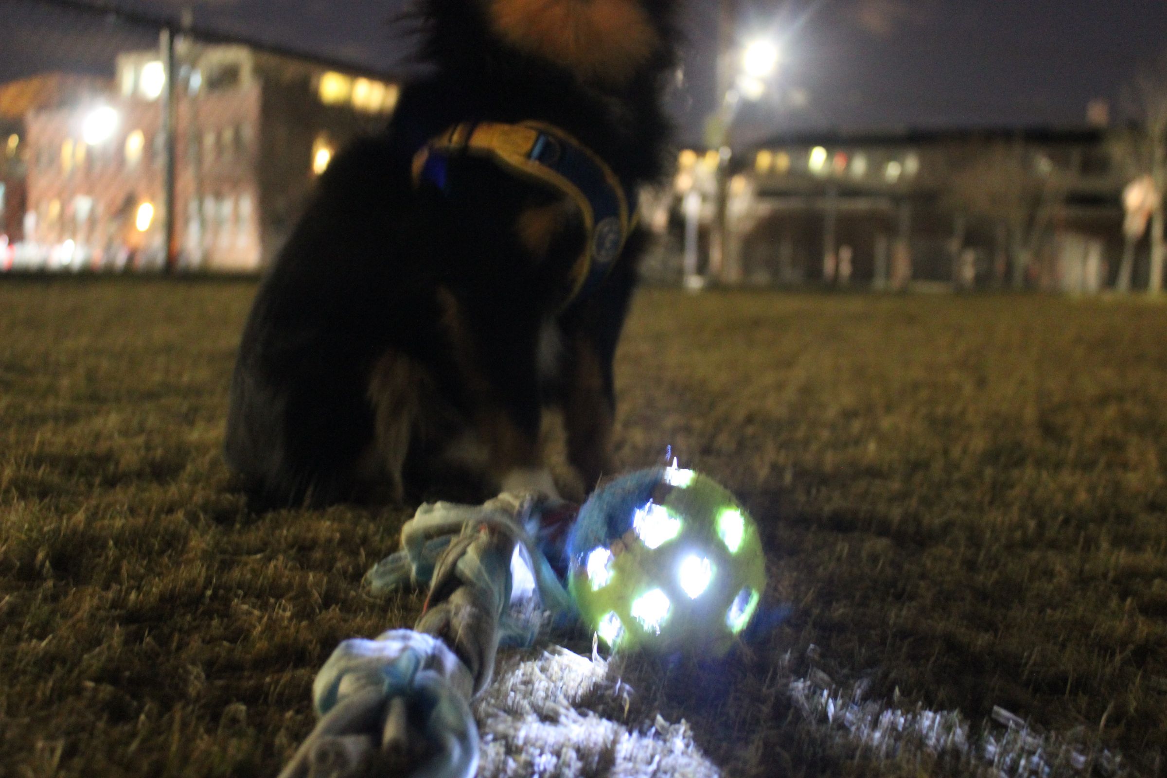 $3 Light Up Dog Toy : 6 Steps (with Pictures) - Instructables