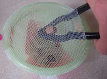 Nut Shell Container : 4 Steps - Instructables