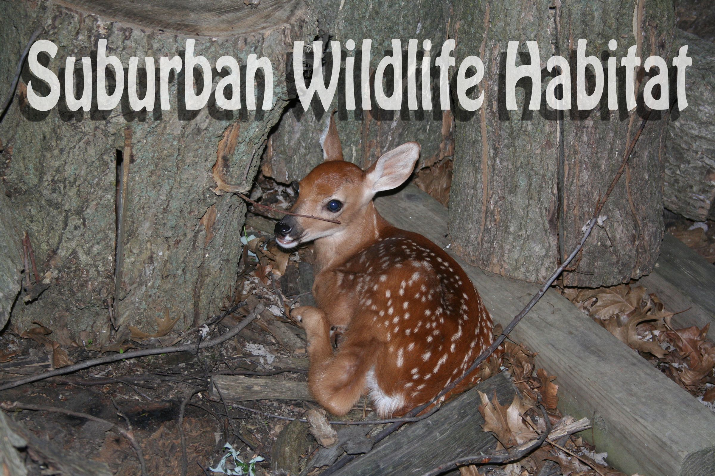 Suburban Habitat for Animals in the Wild : 9 Steps (with Pictures ...