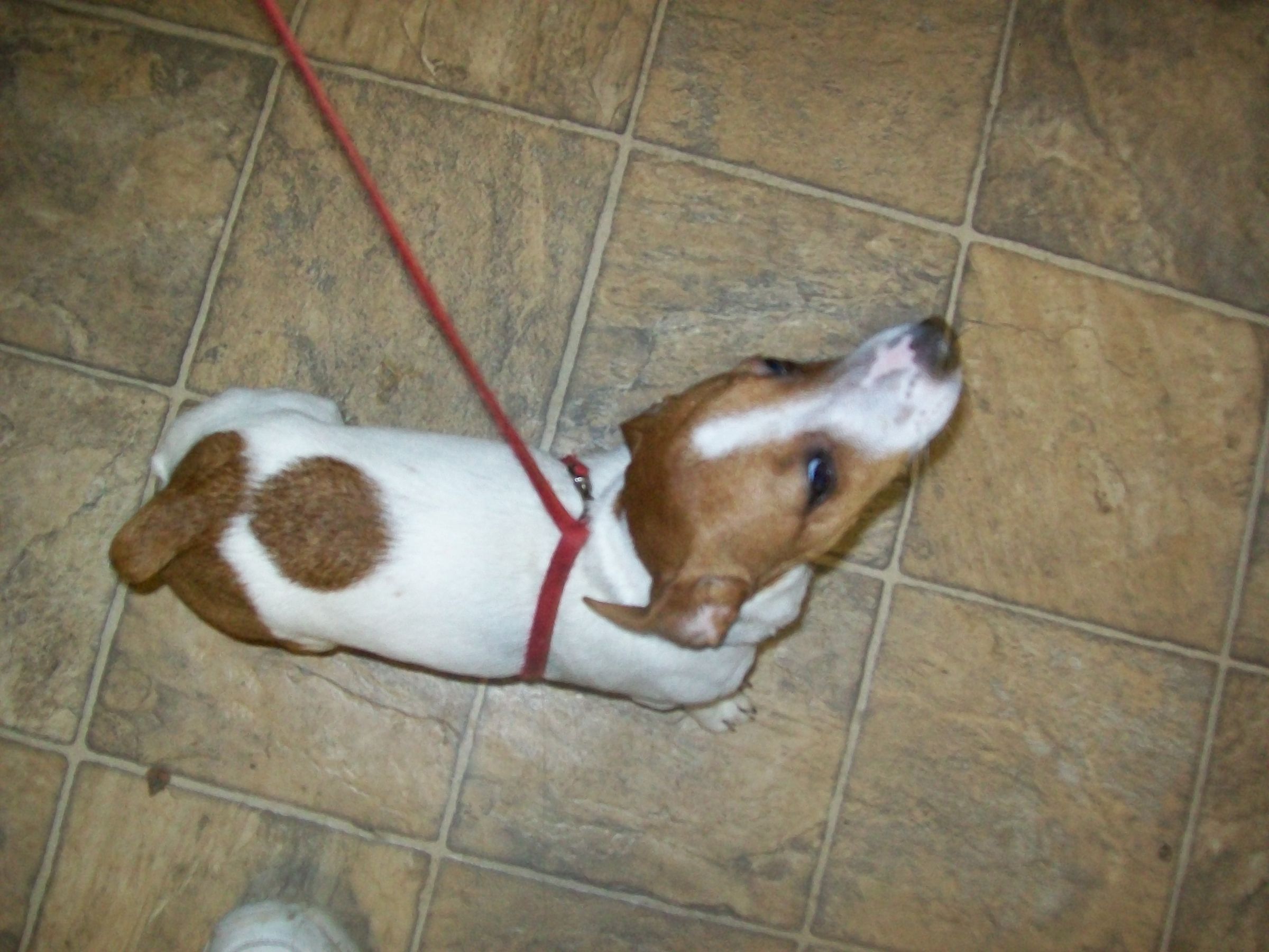 FREE Emergency Dog Halter : 5 Steps (with Pictures) - Instructables