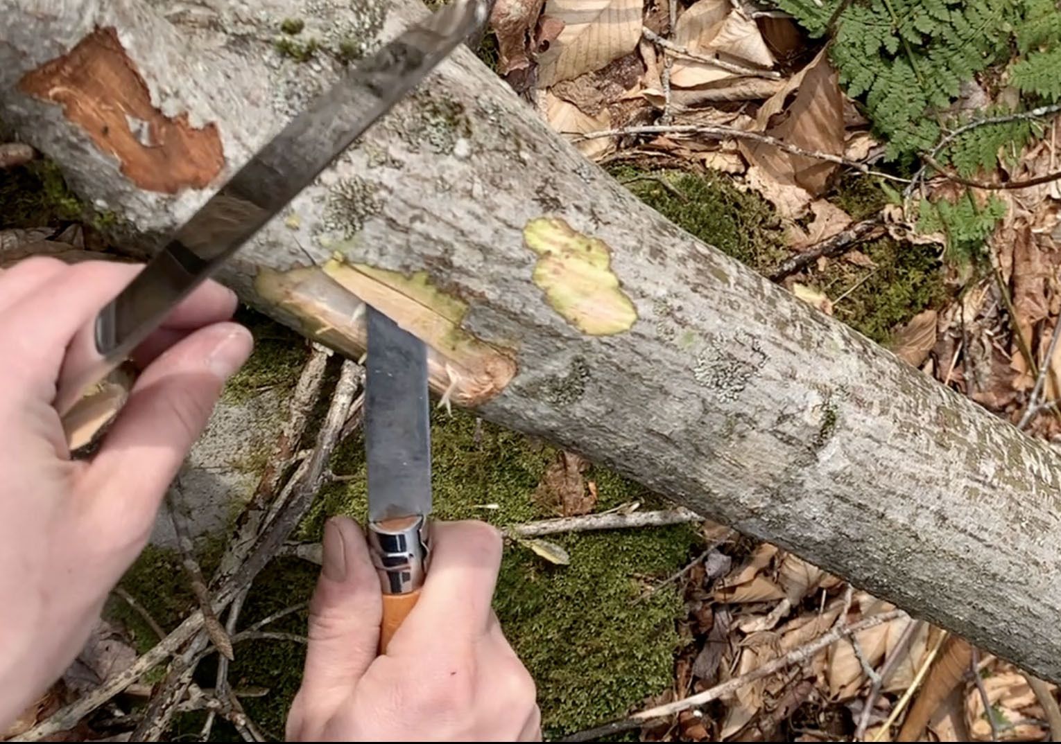 Harvesting Bark From Downed Trees for Baskets : 7 Steps (with Pictures ...