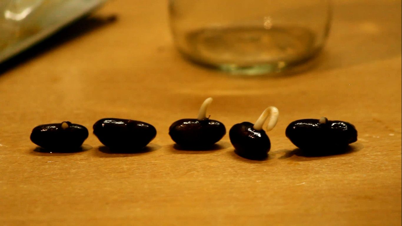 How to Grow Date Palm From Seed in Home : 5 Steps (with Pictures ...