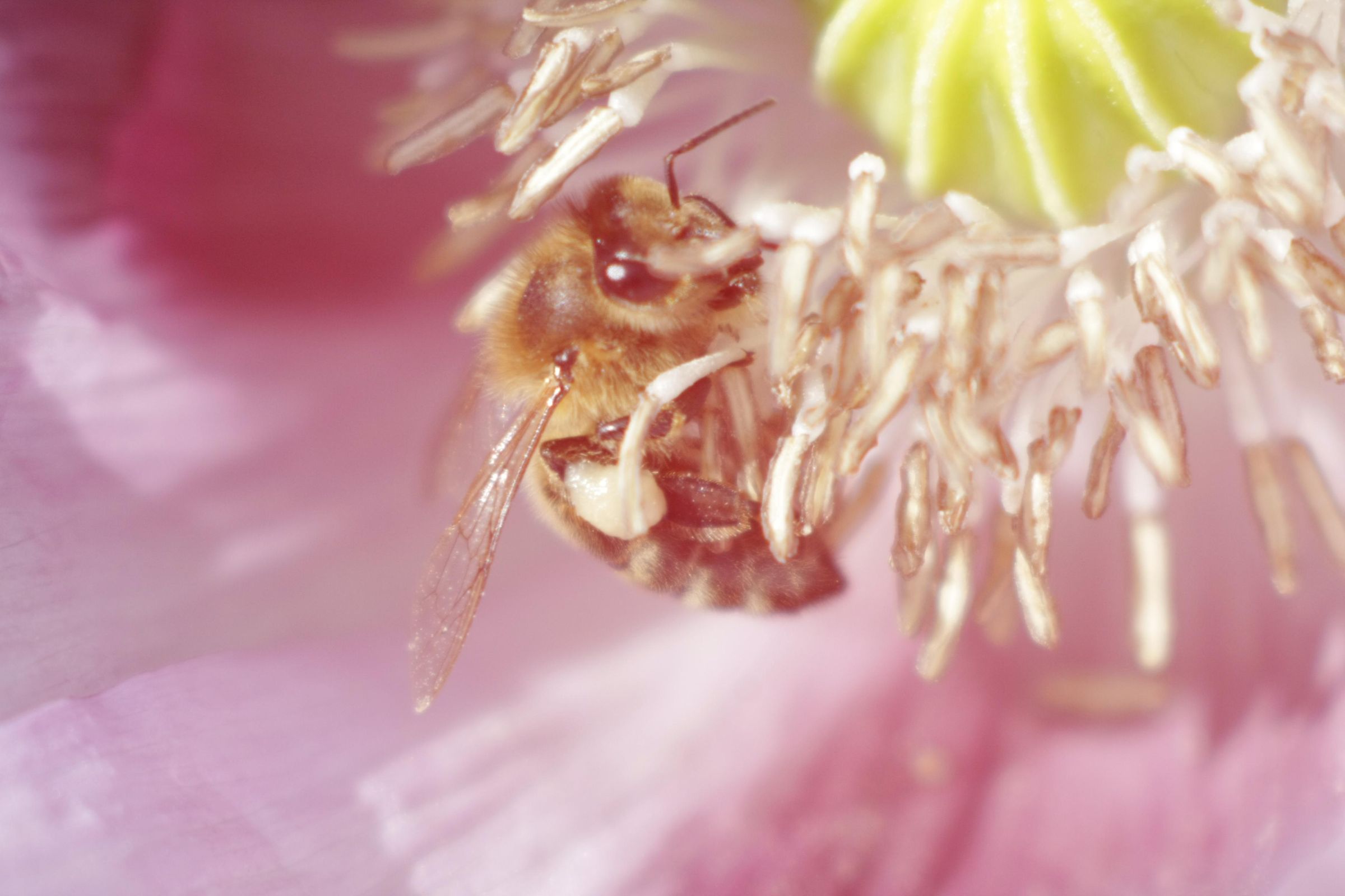 Turn Any Manual Lense to Macro Lenses (with 3D Printer) : 5 Steps (with ...