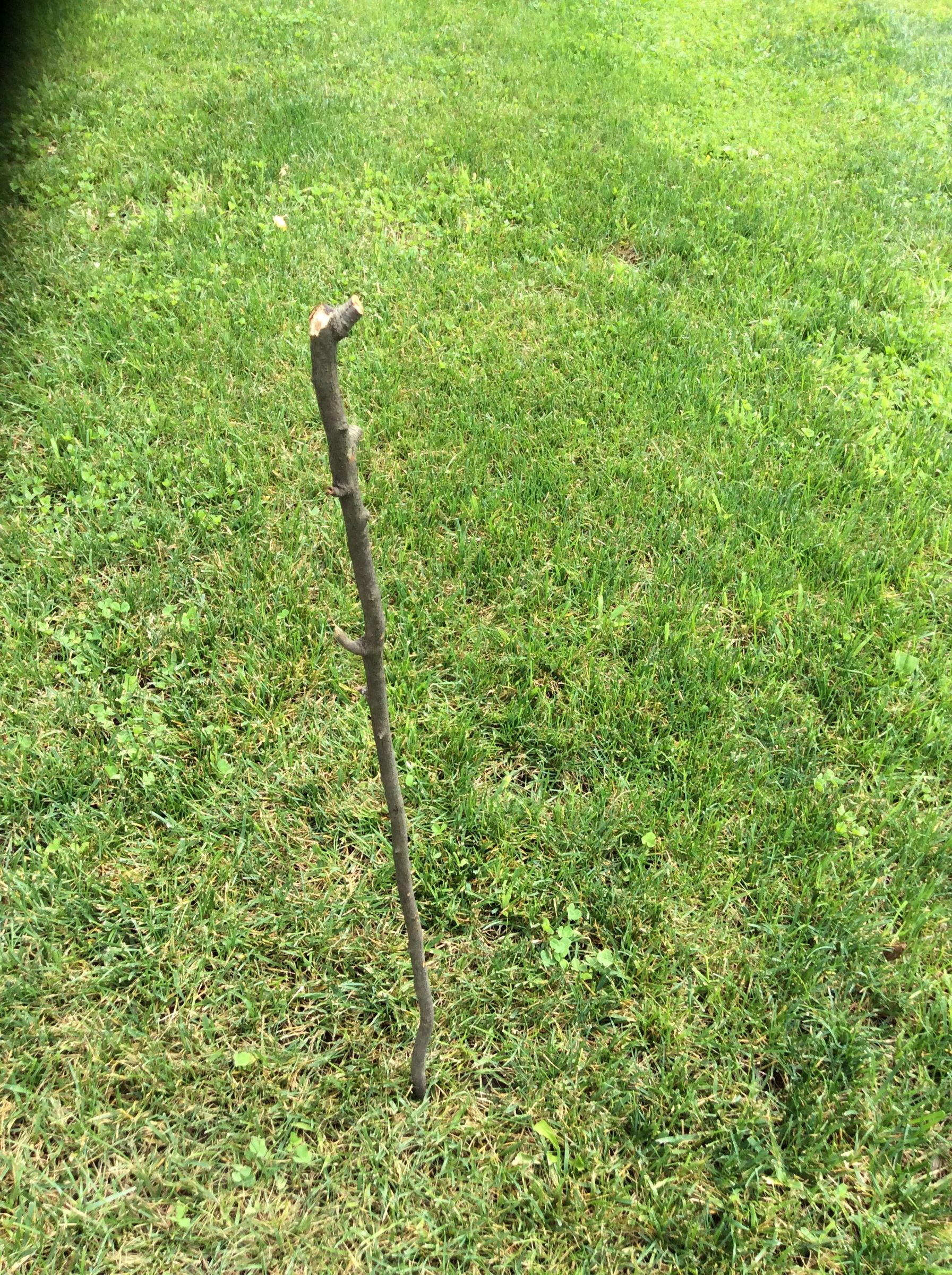 Find North With a Stick and the Sun : 6 Steps - Instructables