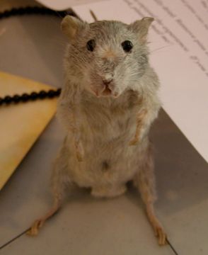 Mouse Taxidermy : 27 Steps (with Pictures) - Instructables