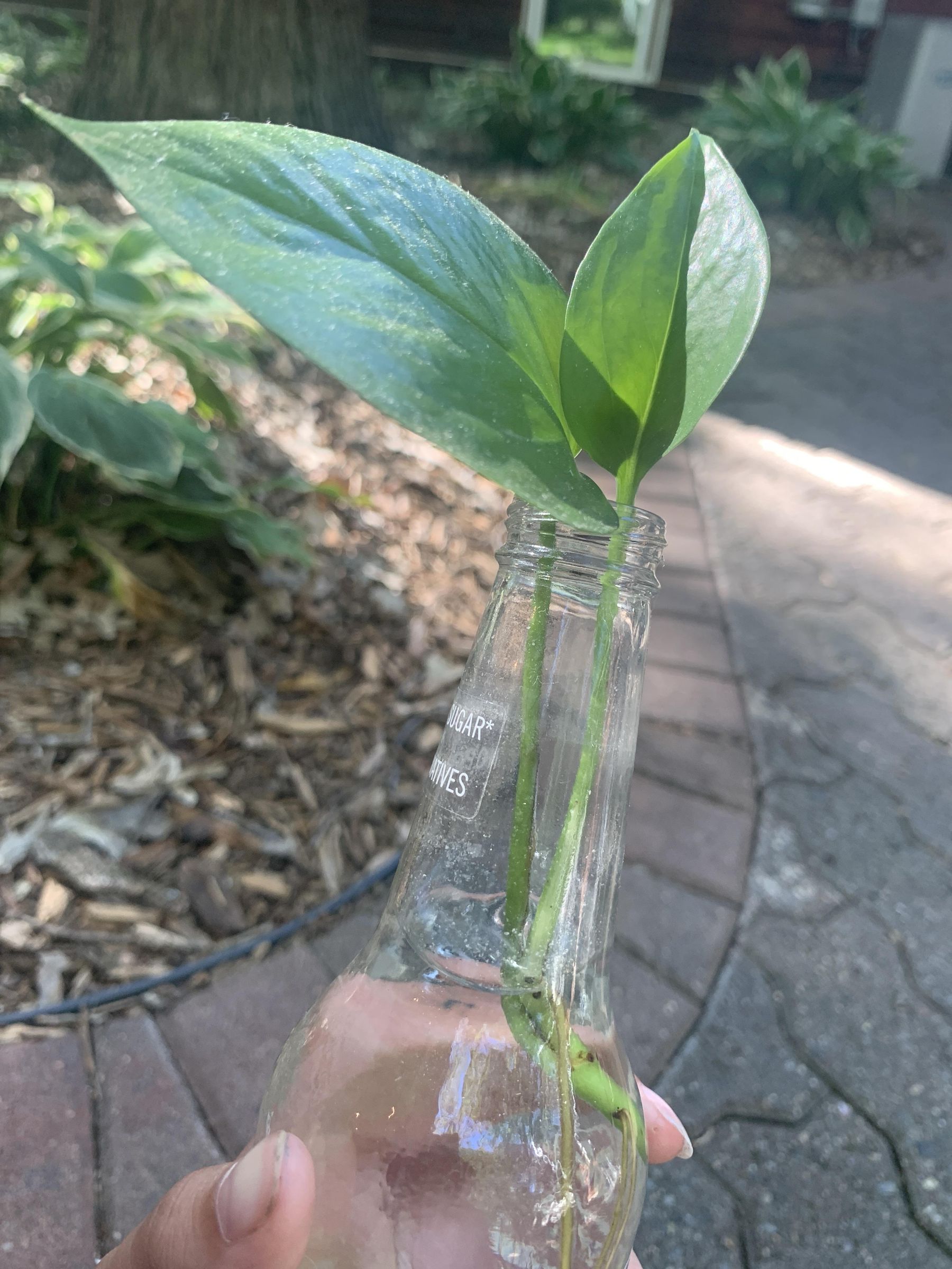 How to Propagate a Pothos Plant : 6 Steps (with Pictures) - Instructables
