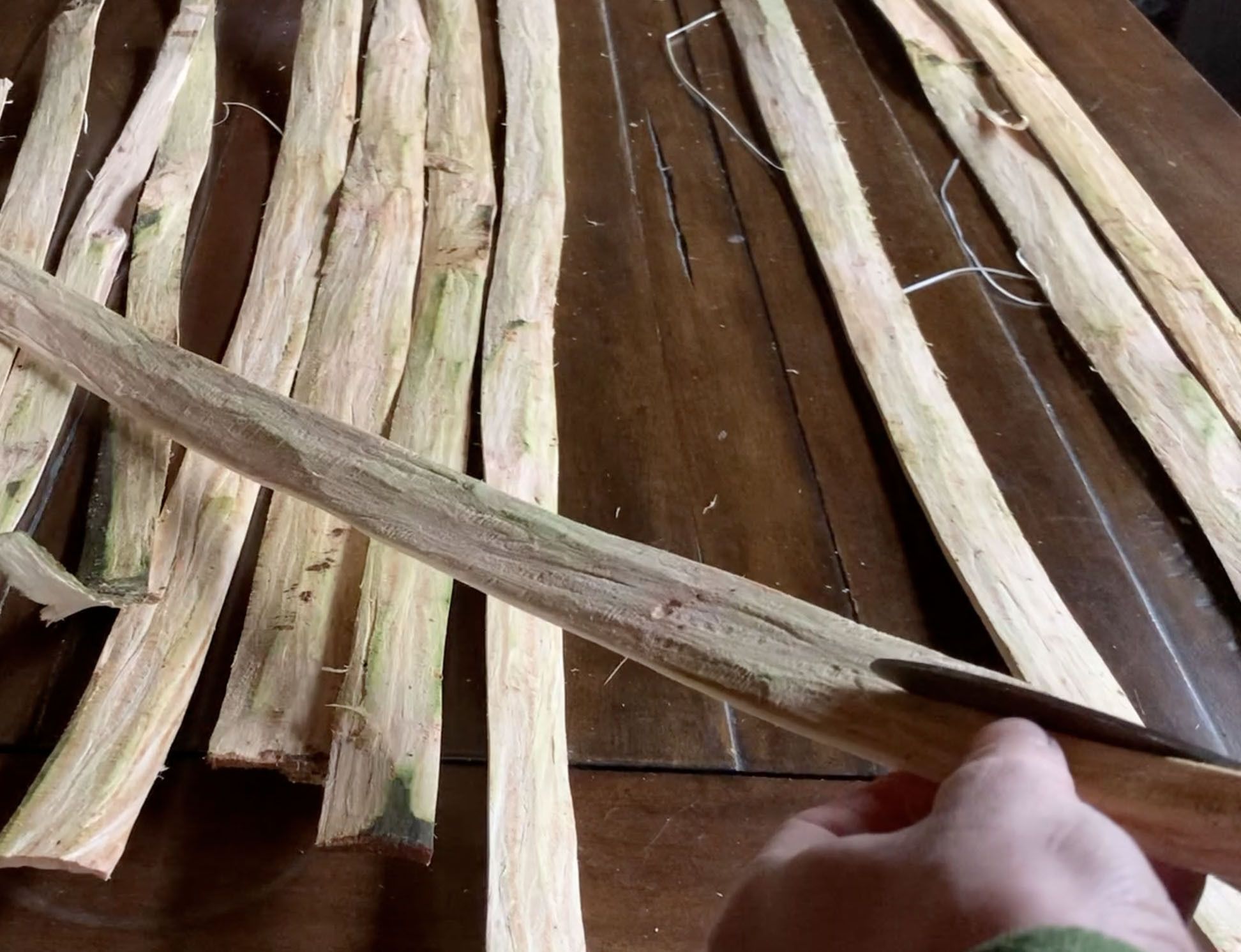 Harvesting Bark From Downed Trees for Baskets : 7 Steps (with Pictures ...