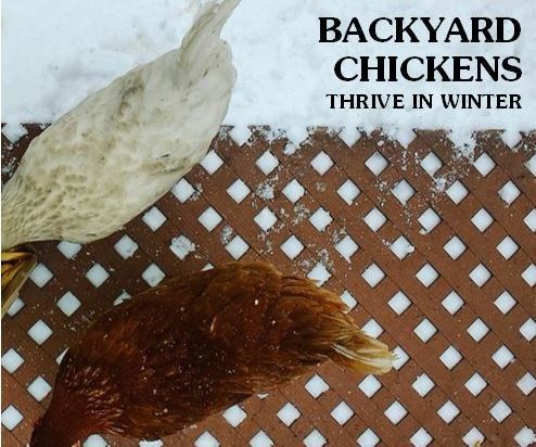 Backyard Chickens: Thrive in Winter : 4 Steps (with Pictures ...