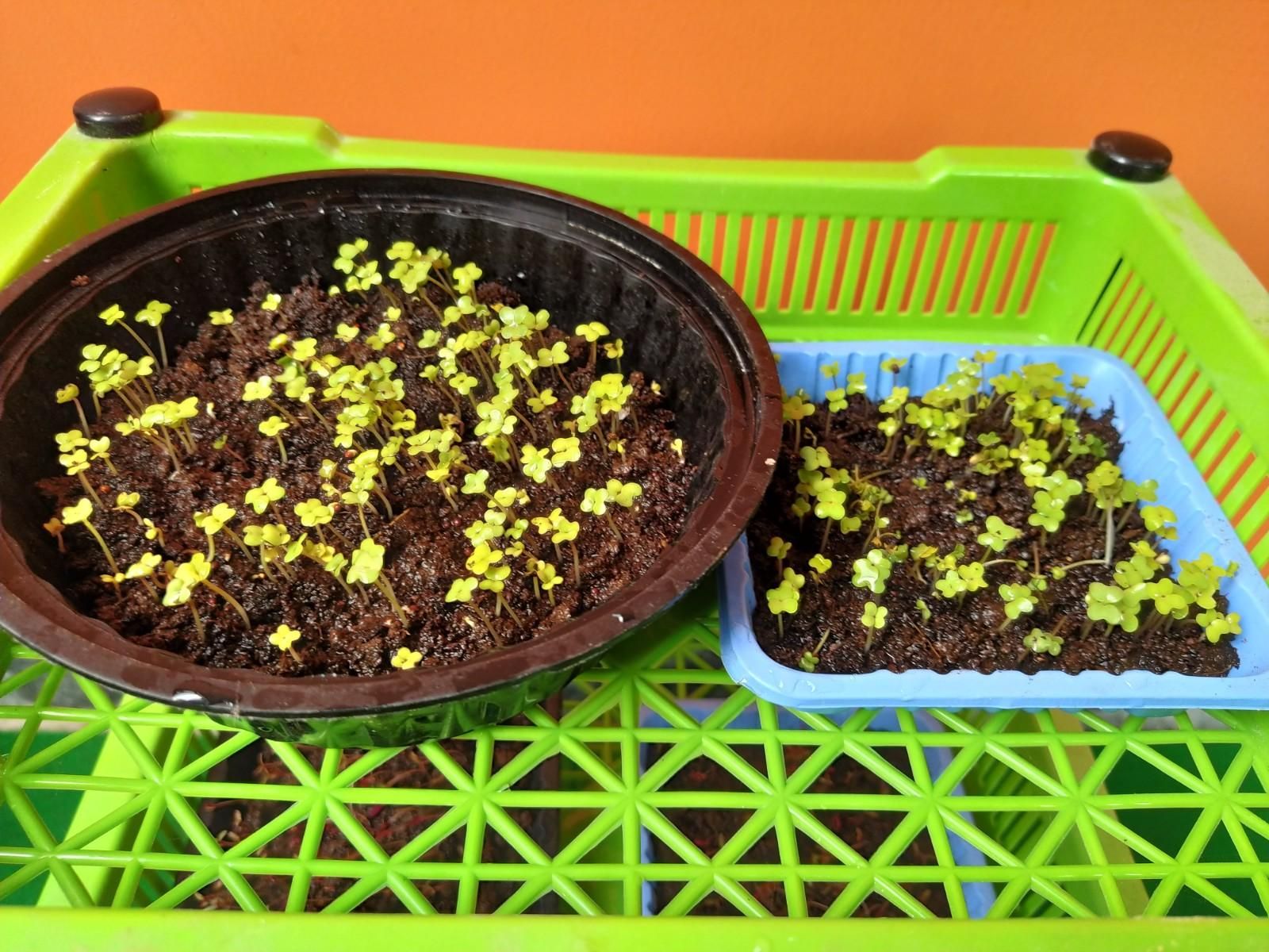 Basic Guide to Grow Micro 'green' : 14 Steps (with Pictures ...
