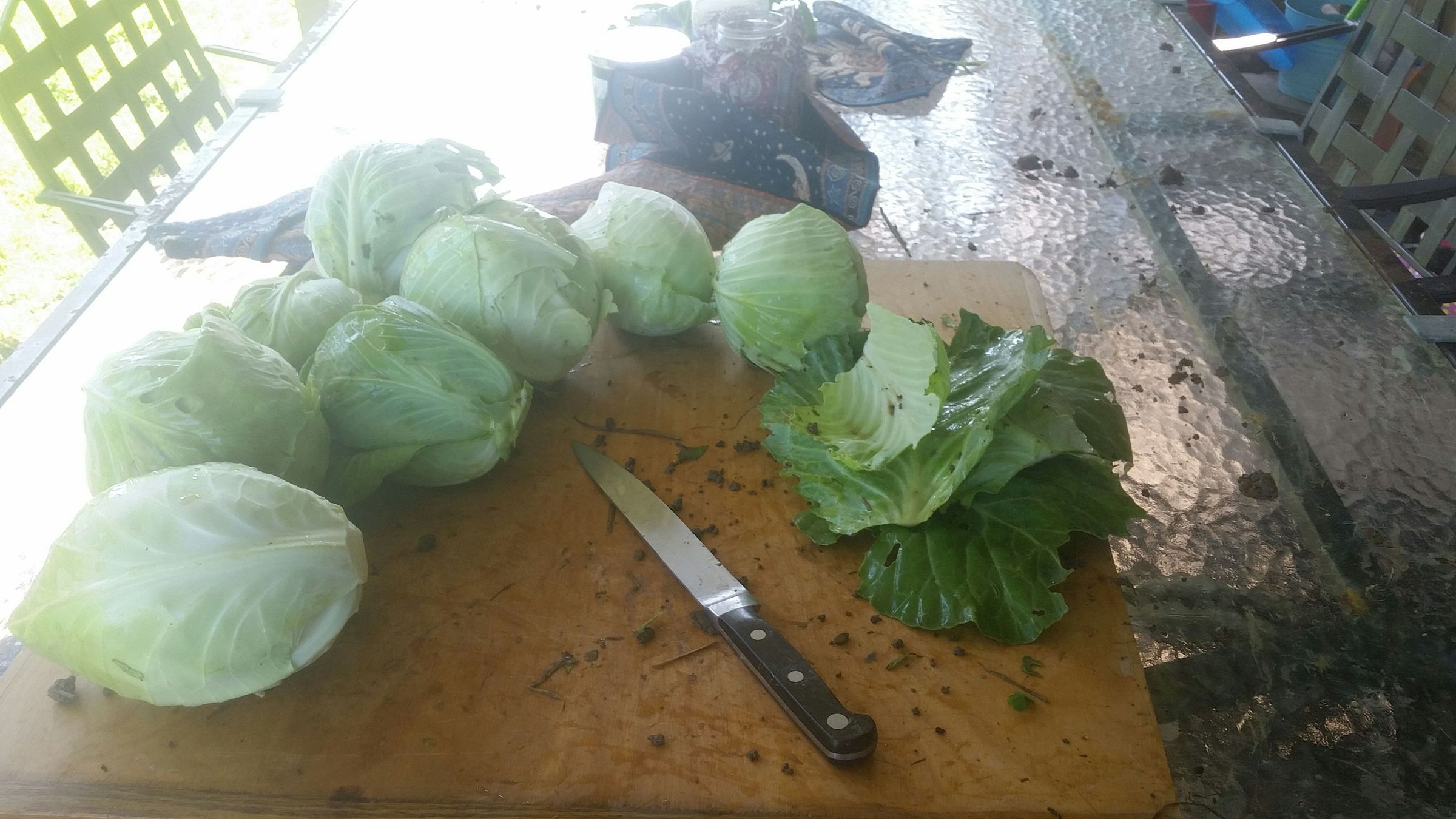 How to Can Cabbage : 5 Steps (with Pictures) - Instructables