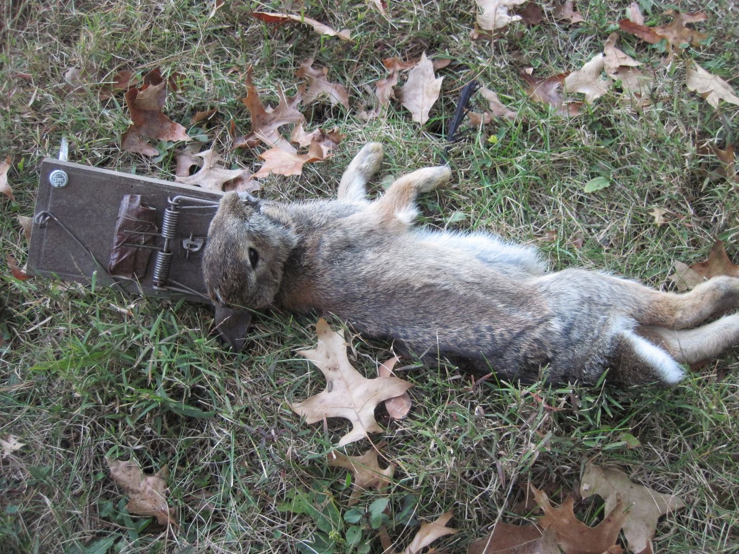 Simple Snare for Small Game : 5 Steps - Instructables