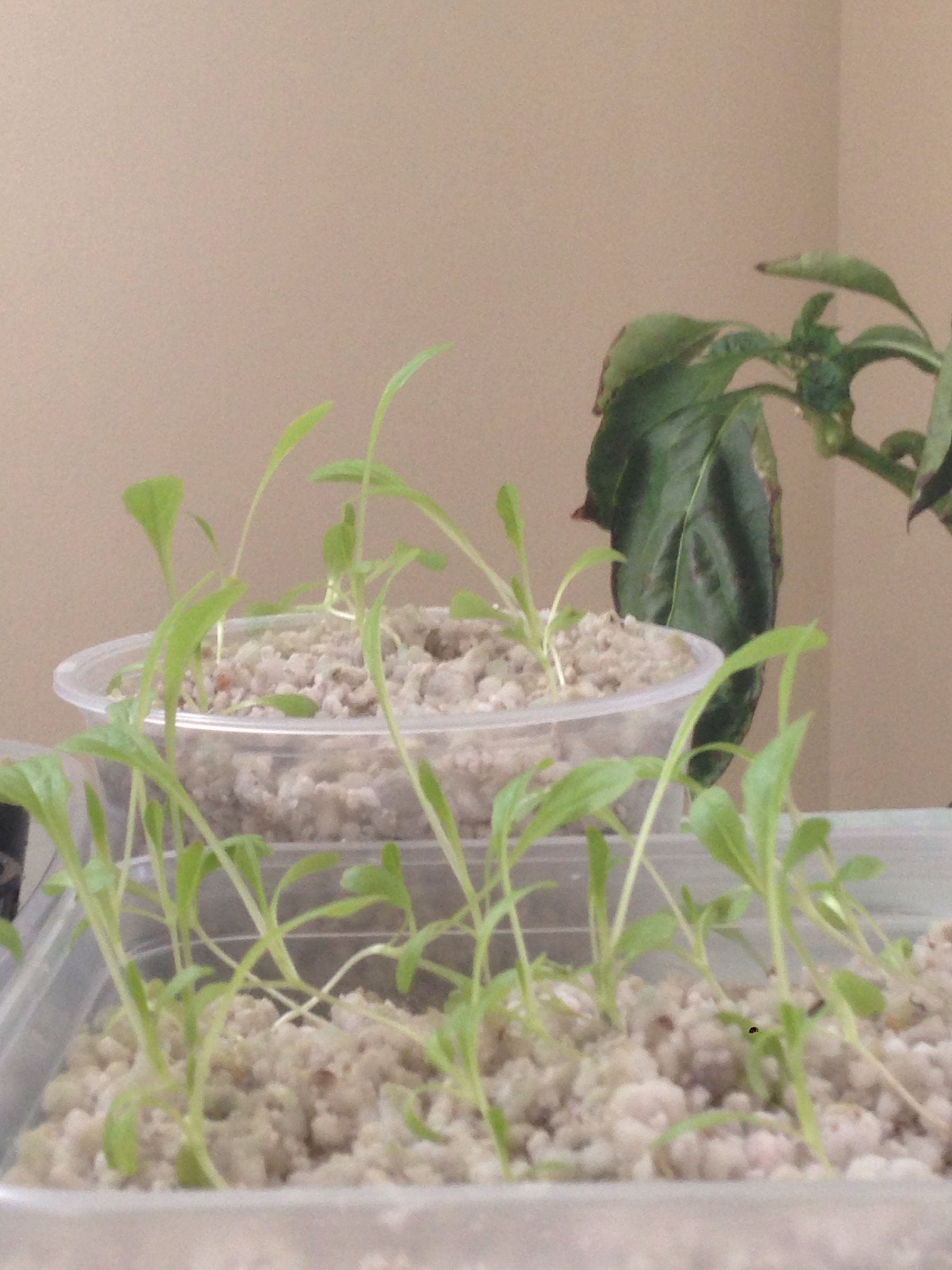 LED Grow Light Using Illumitex Surexi F1 LEDs : 5 Steps (with Pictures ...