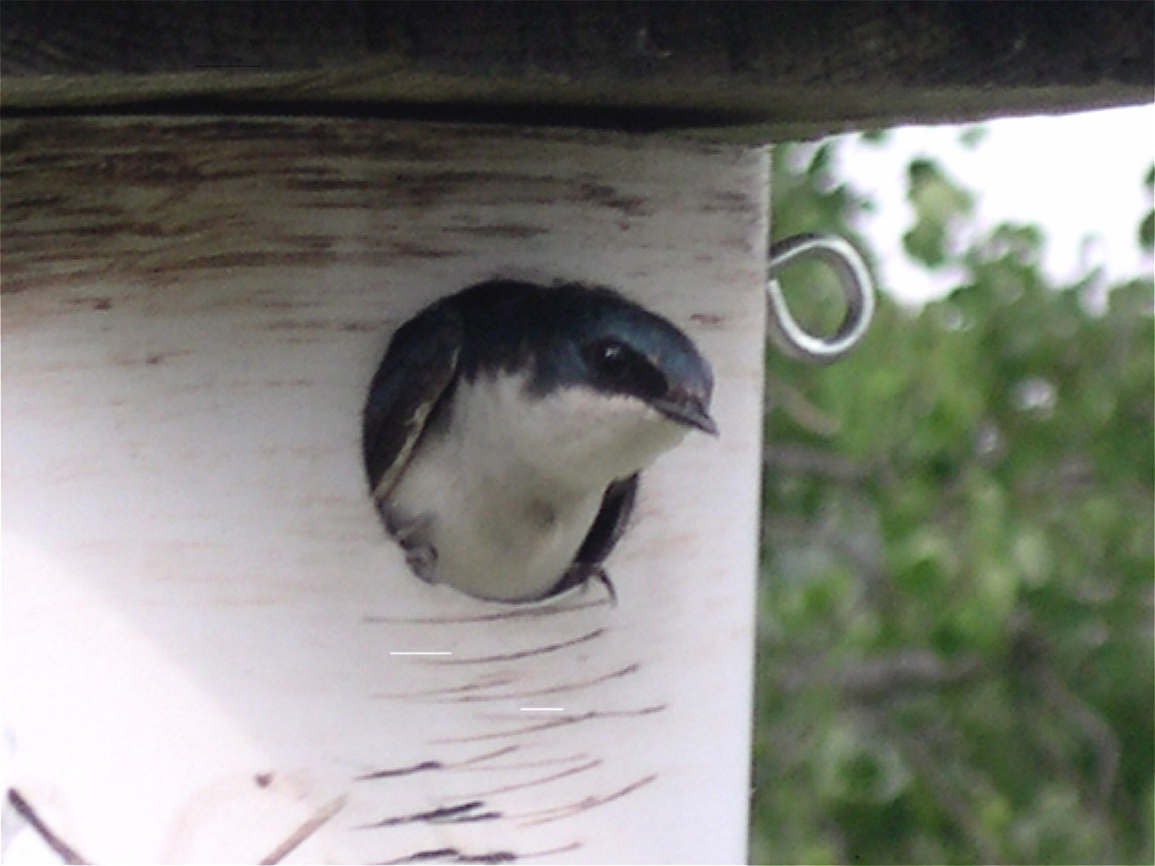 Birdhouse From an Old PVC Pipe : 14 Steps (with Pictures) - Instructables