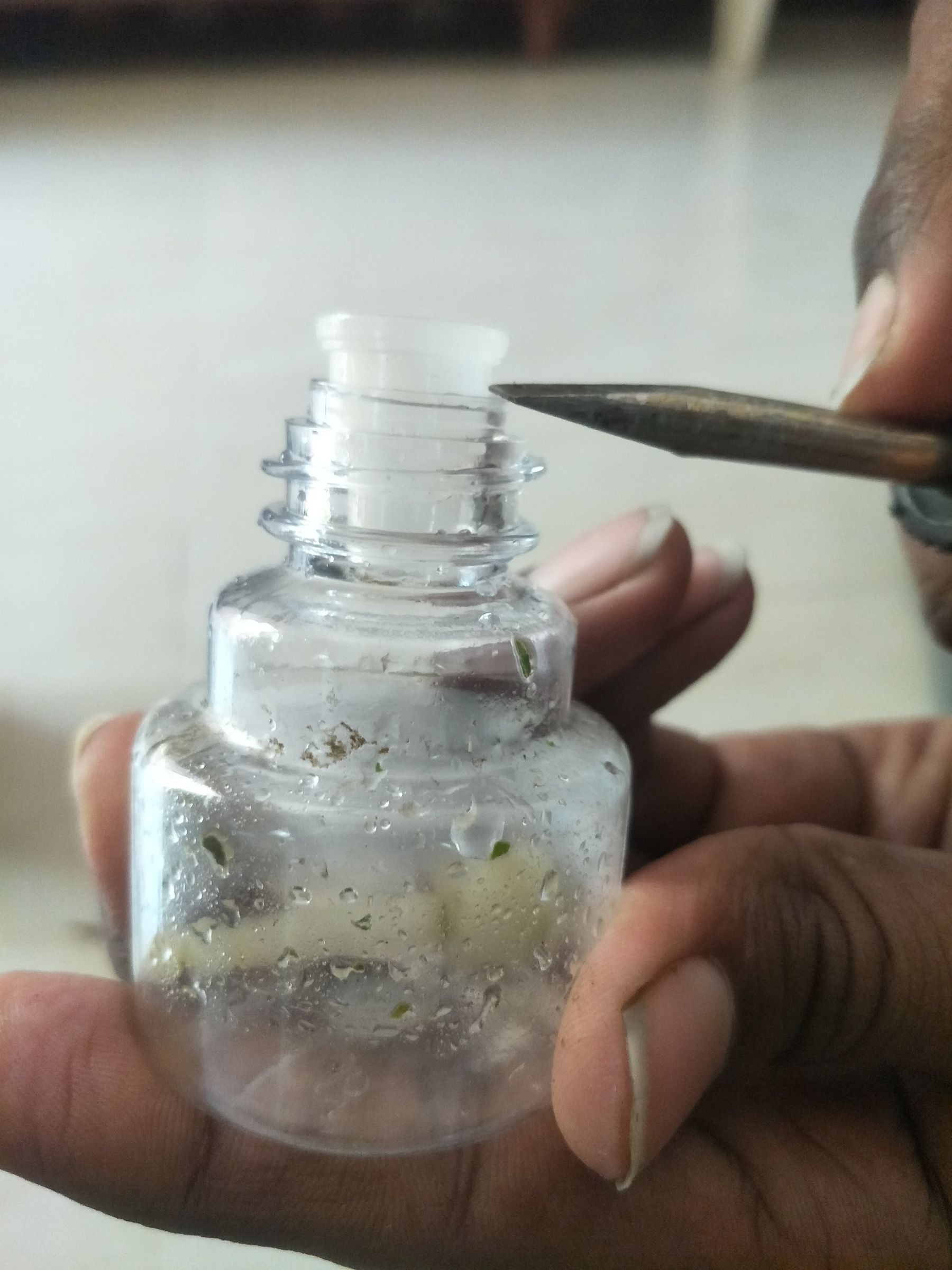 Herbal Mosquito Repellent Liquid : 4 Steps - Instructables