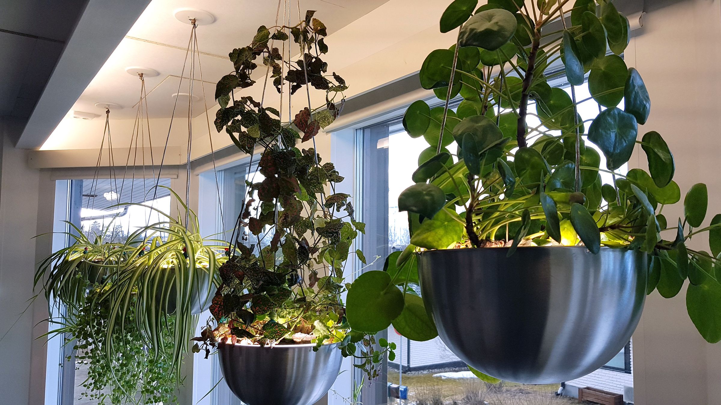 Hanging Plant Light : 5 Steps (with Pictures) - Instructables