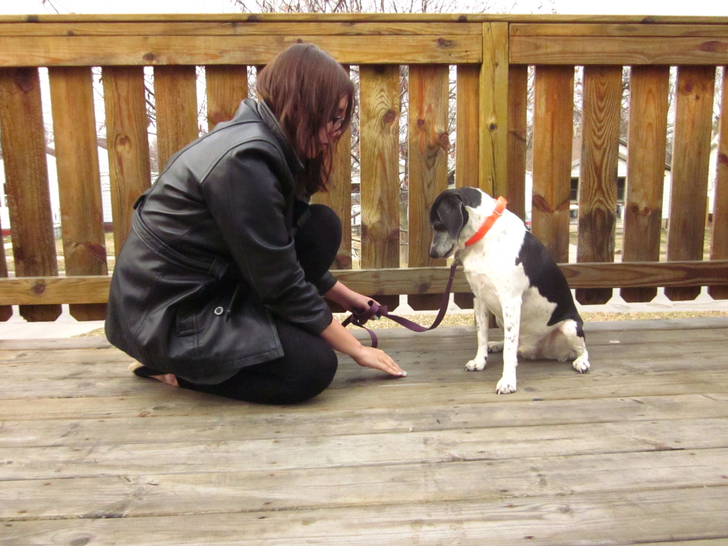 Basic Obedience Training for Dogs : 6 Steps (with Pictures) - Instructables