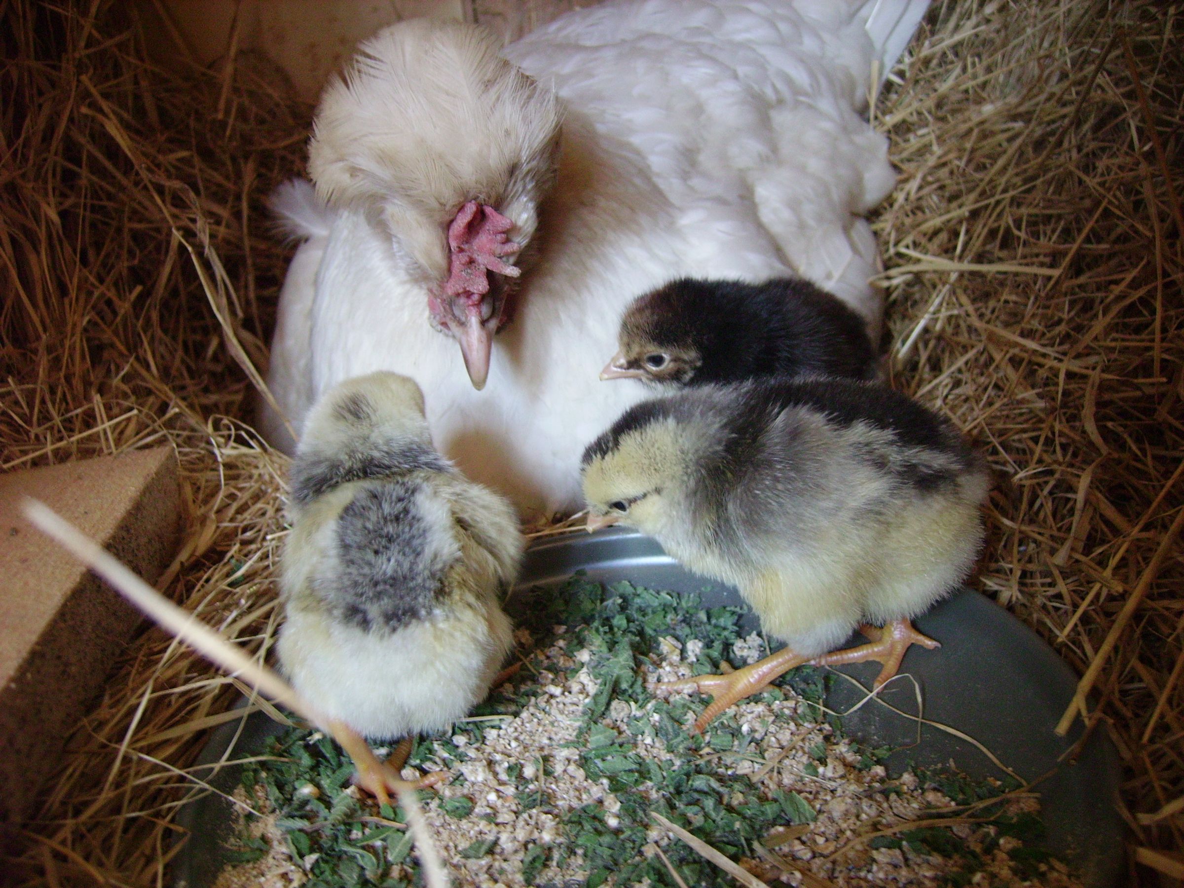 Hatching Chicken Eggs Naturally : 12 Steps (with Pictures) - Instructables