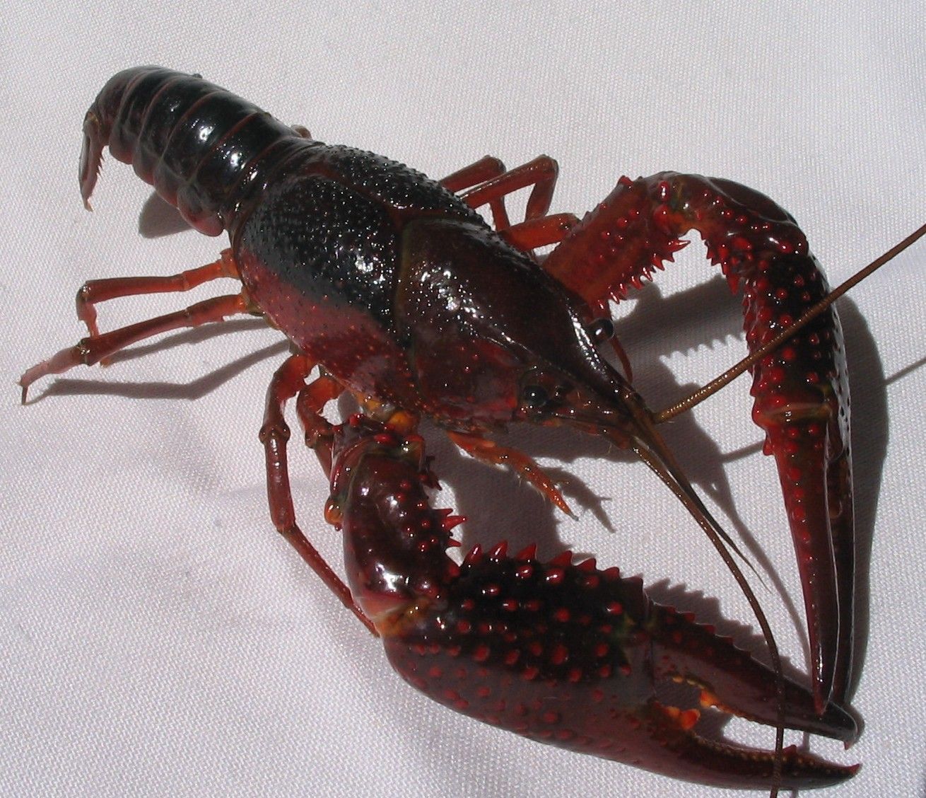 Grilled Crawdads! : 5 Steps (with Pictures) - Instructables