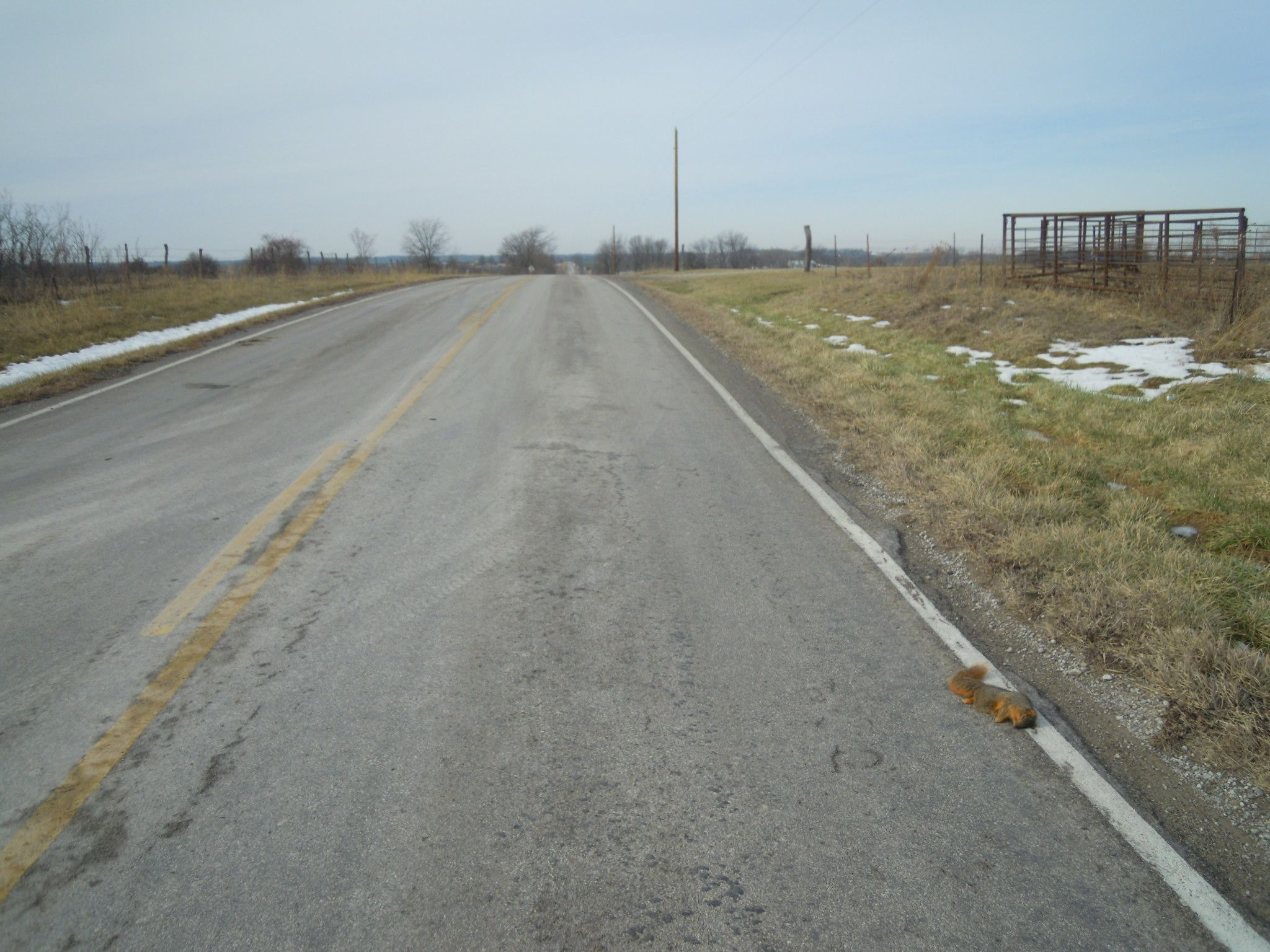 Roadkill Huntin' : 4 Steps - Instructables