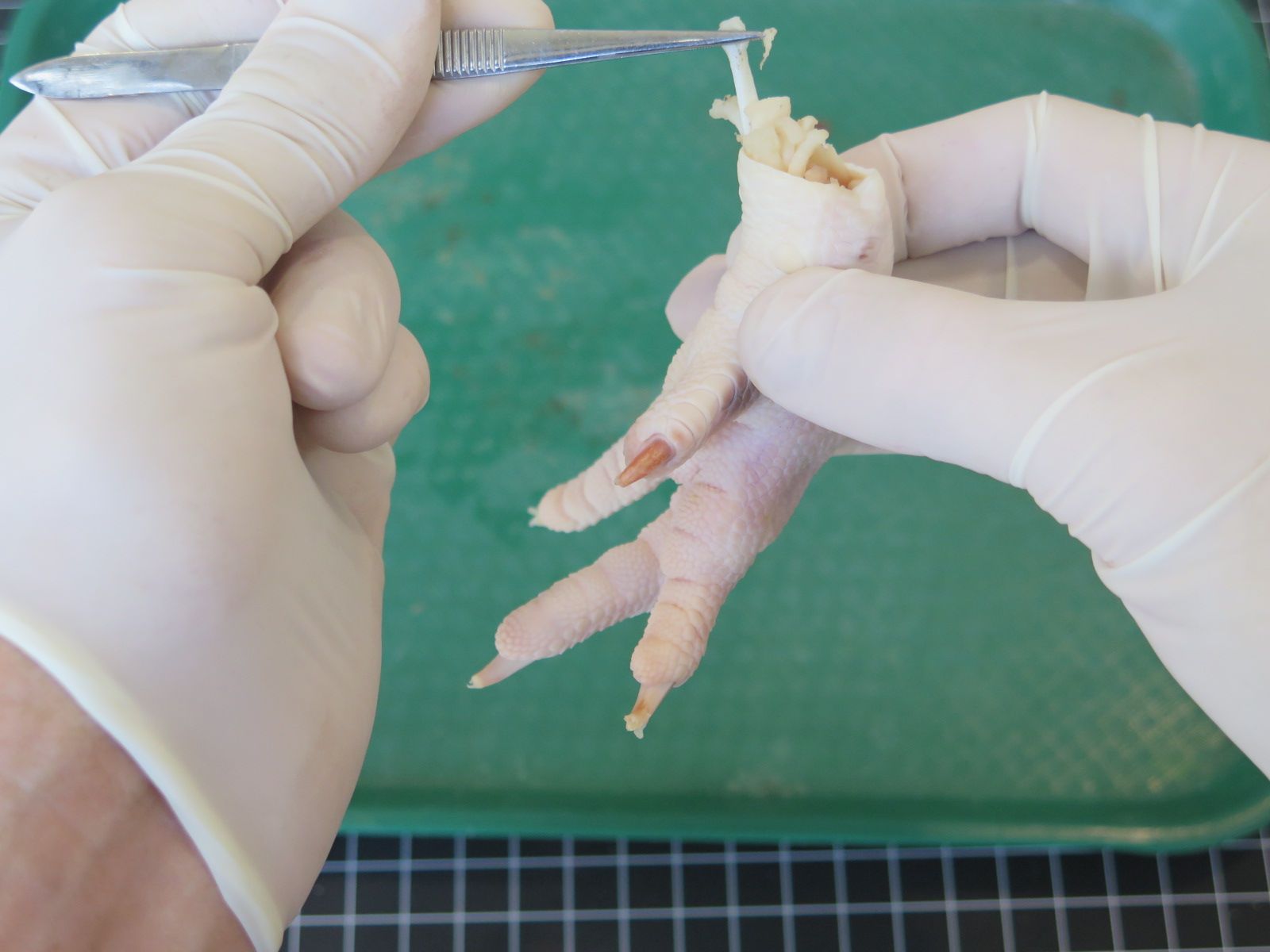 Chicken Foot Dissection : 7 Steps - Instructables