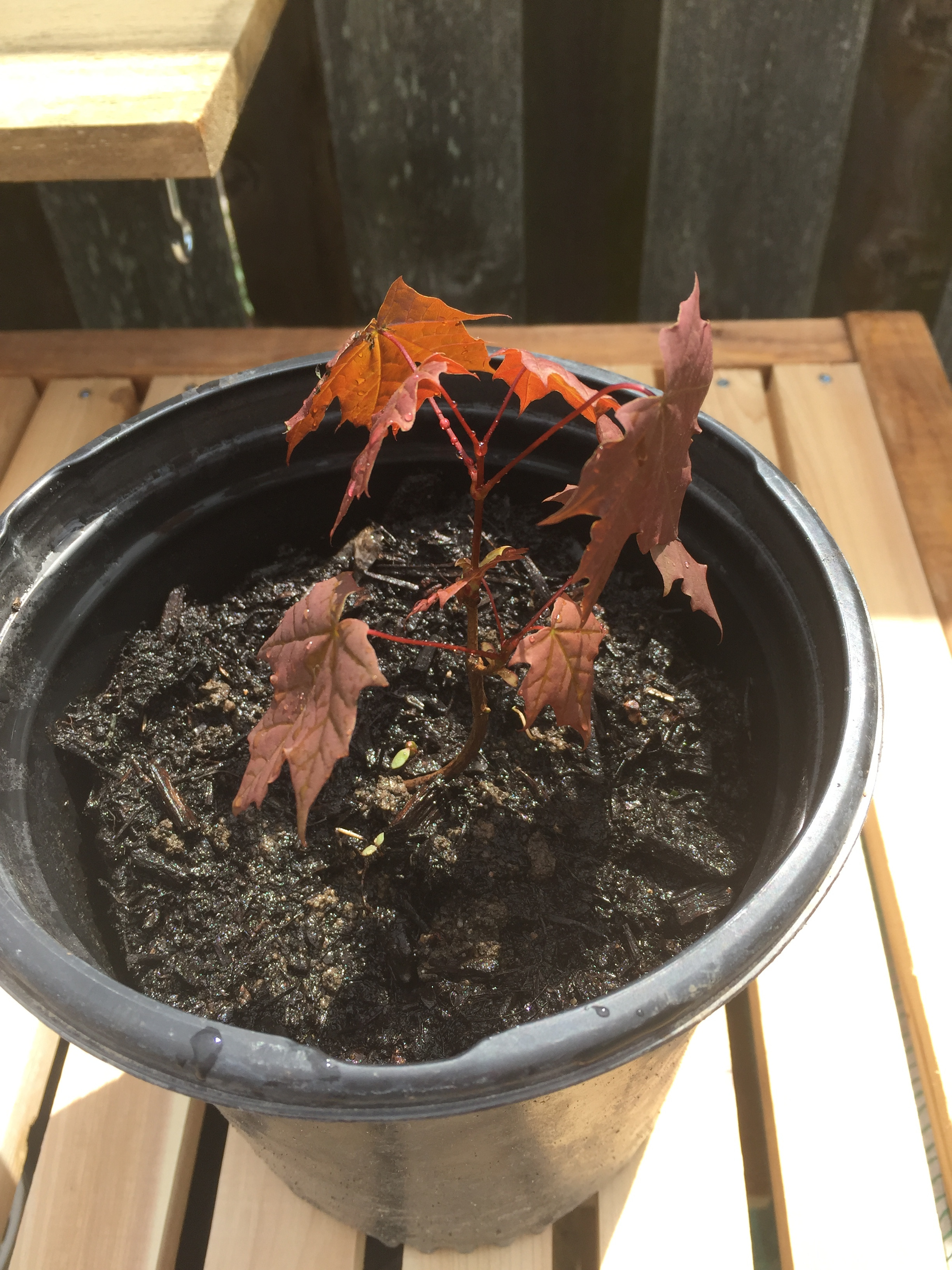 Planting Bench With Protected Growing Station : 3 Steps (with Pictures ...