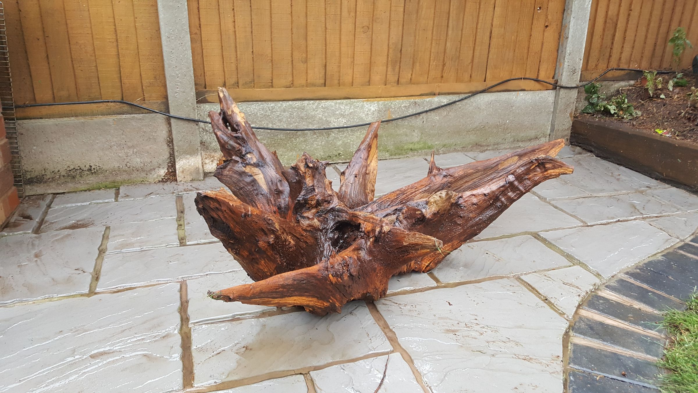 Tree Root Table With Custom Glass Top and Underlight : 10 Steps (with ...