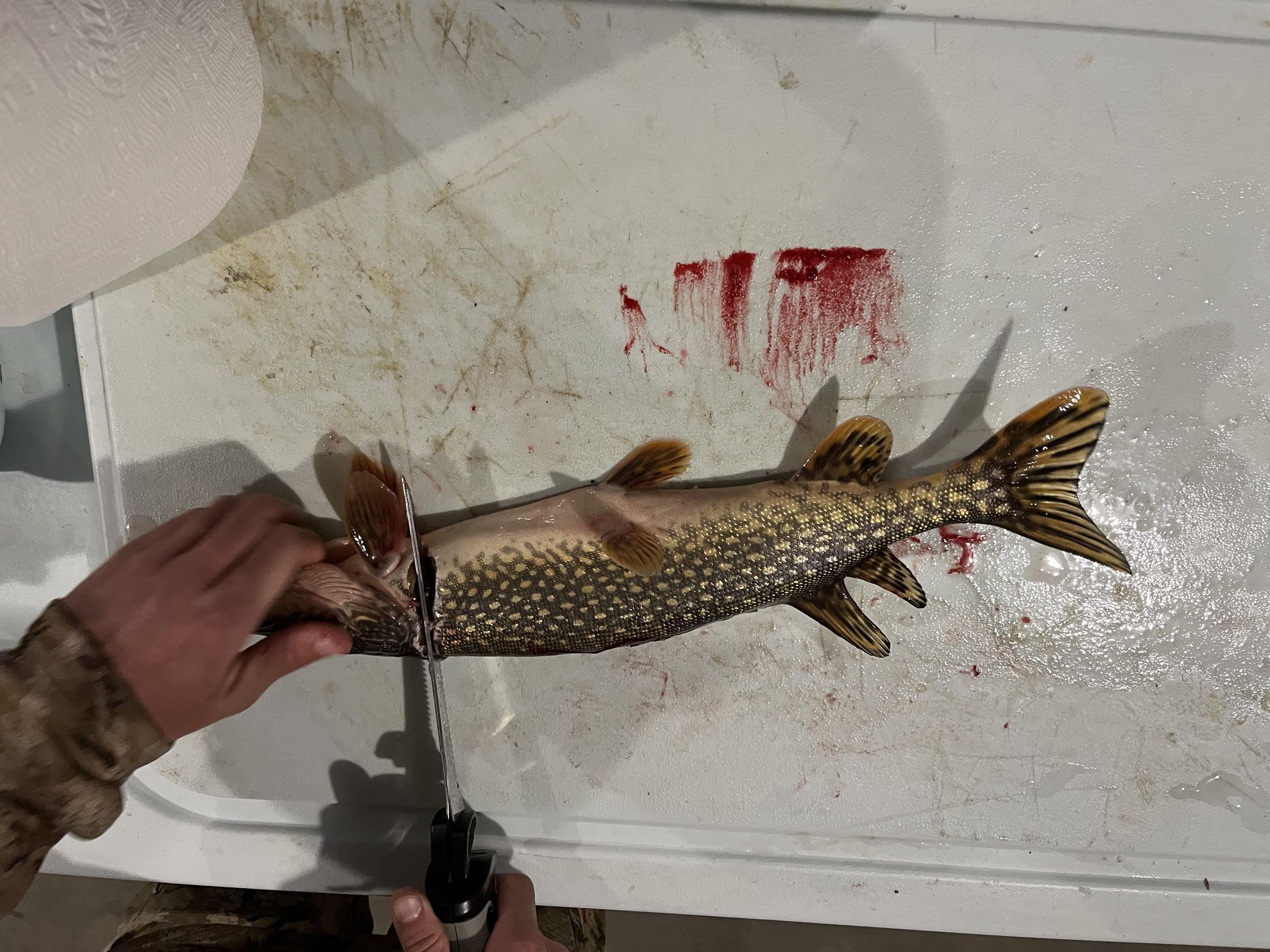 How to Filet a Fish : 7 Steps - Instructables