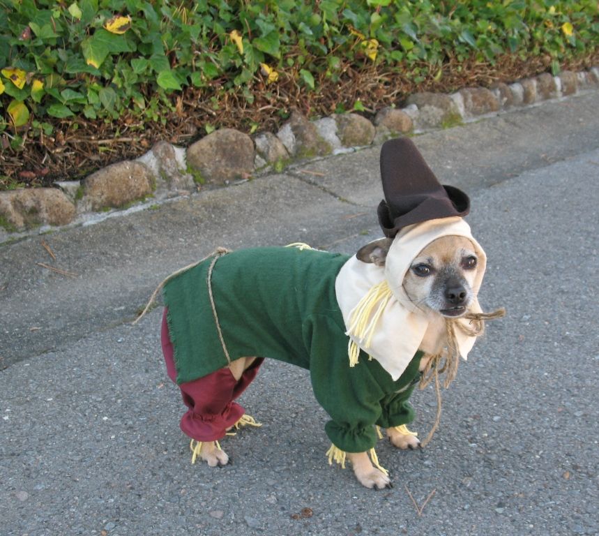 My Little Scarecrow : 7 Steps - Instructables