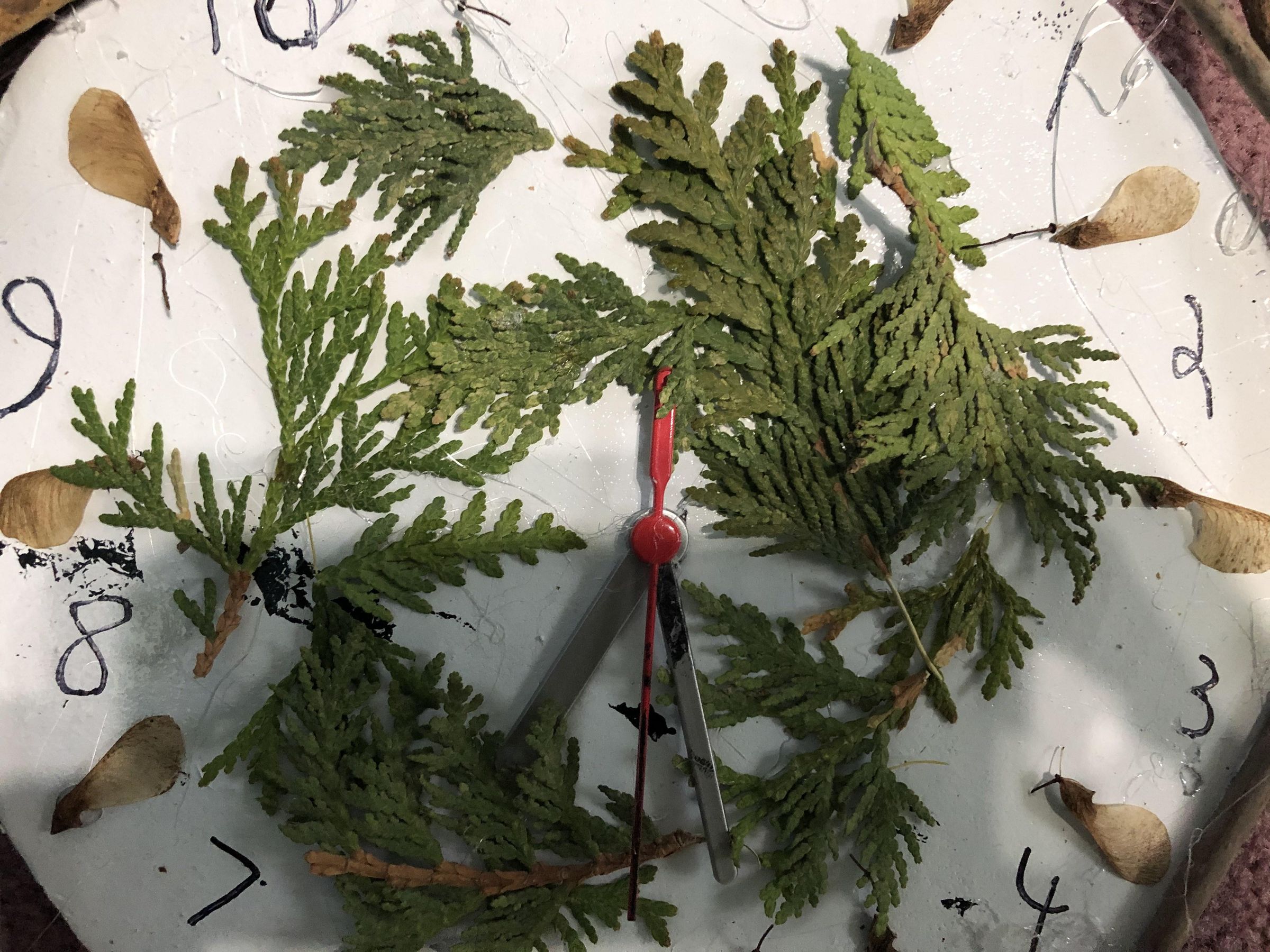 Nature Clock : 4 Steps - Instructables