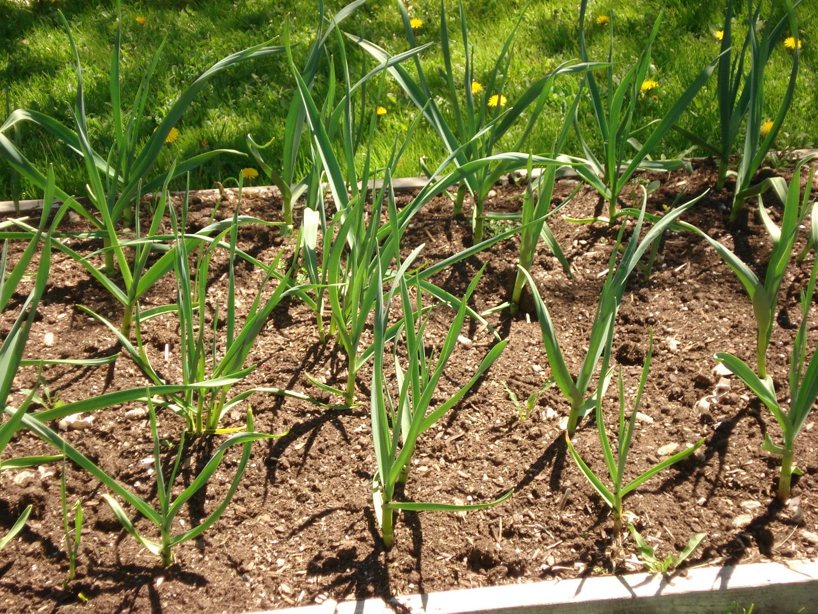 How to Grow Garlic : 4 Steps (with Pictures) - Instructables