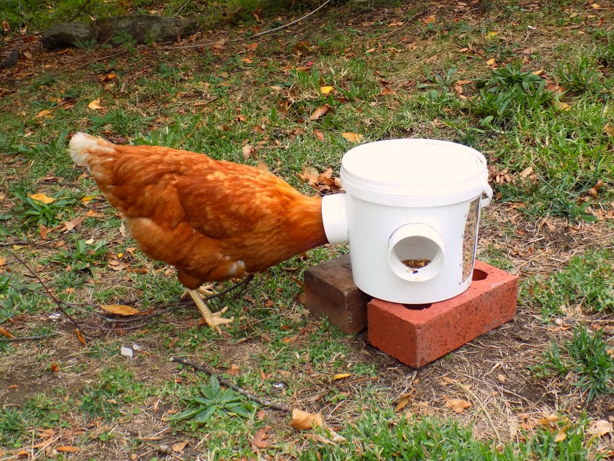 Super Simple Chicken Feeder : 5 Steps (with Pictures) - Instructables