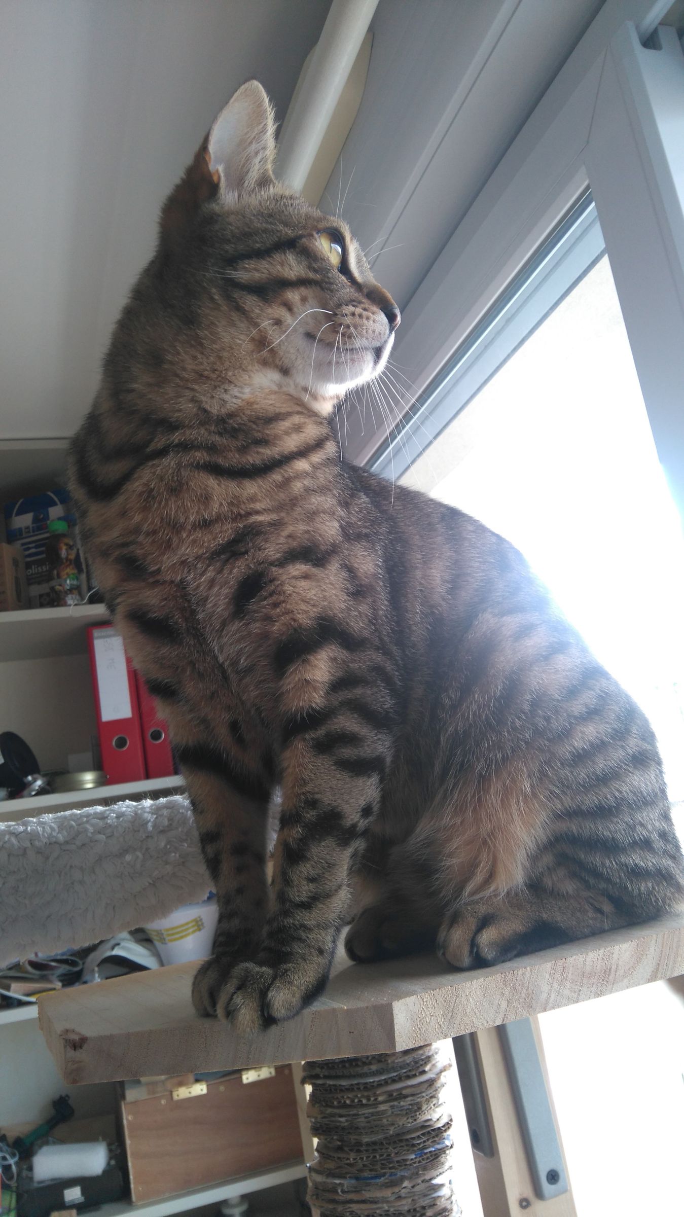 Build a Very Tall, and Sturdy Cat Tree : 8 Steps (with Pictures ...