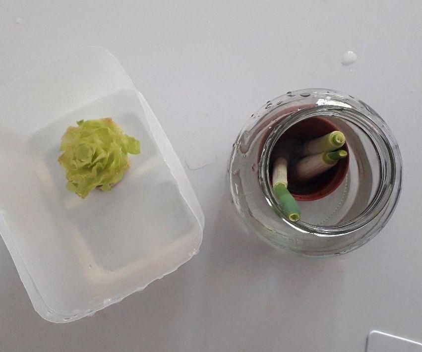 Regrow Your Kitchen : 3 Steps - Instructables