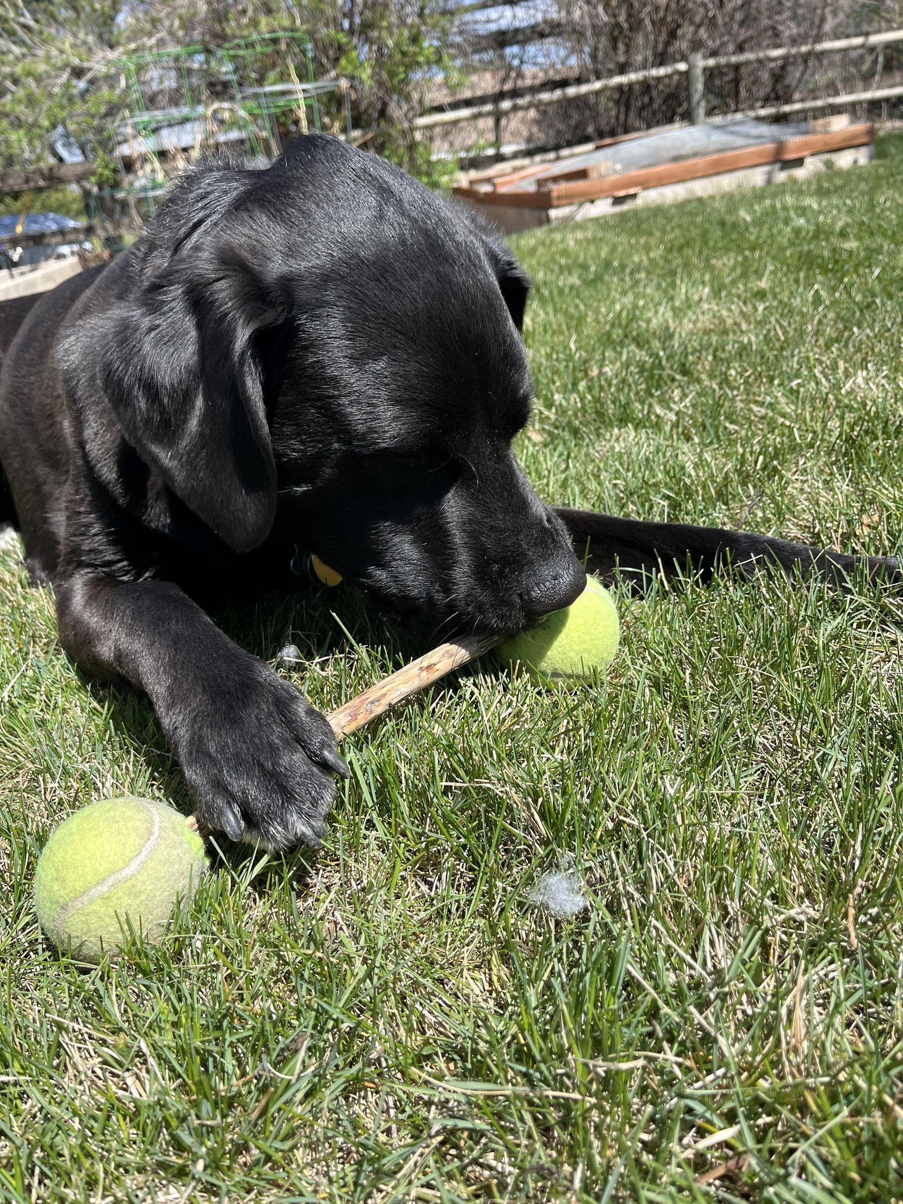 Dog Toy : 3 Steps - Instructables