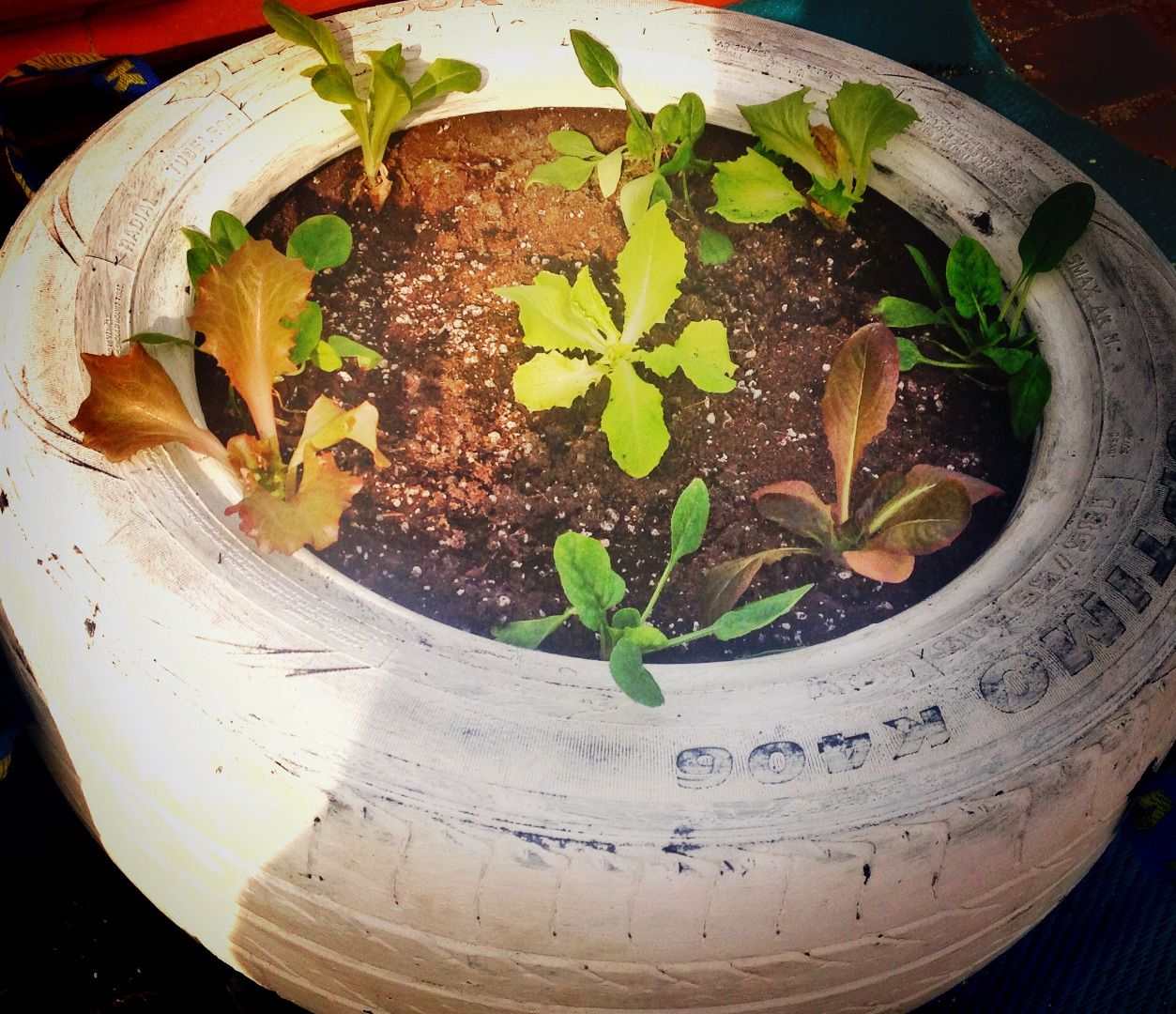 Veggies on Wheels : 4 Steps (with Pictures) - Instructables