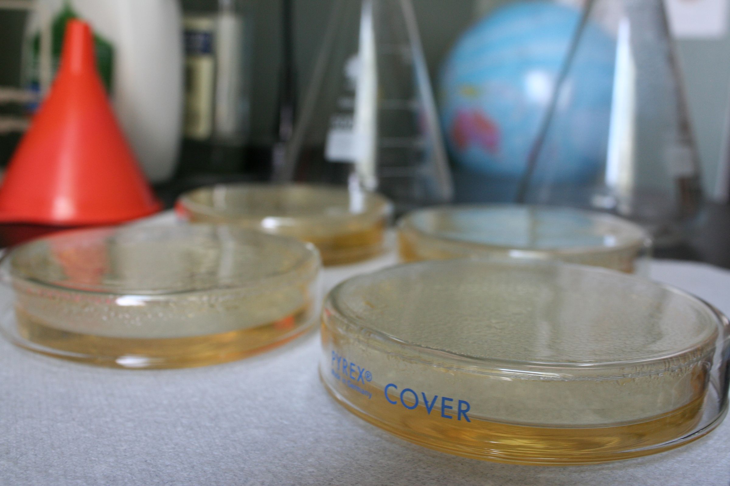 Bioluminescent Bacterial Lightbulb / Water Pollution Tester : 11 Steps ...