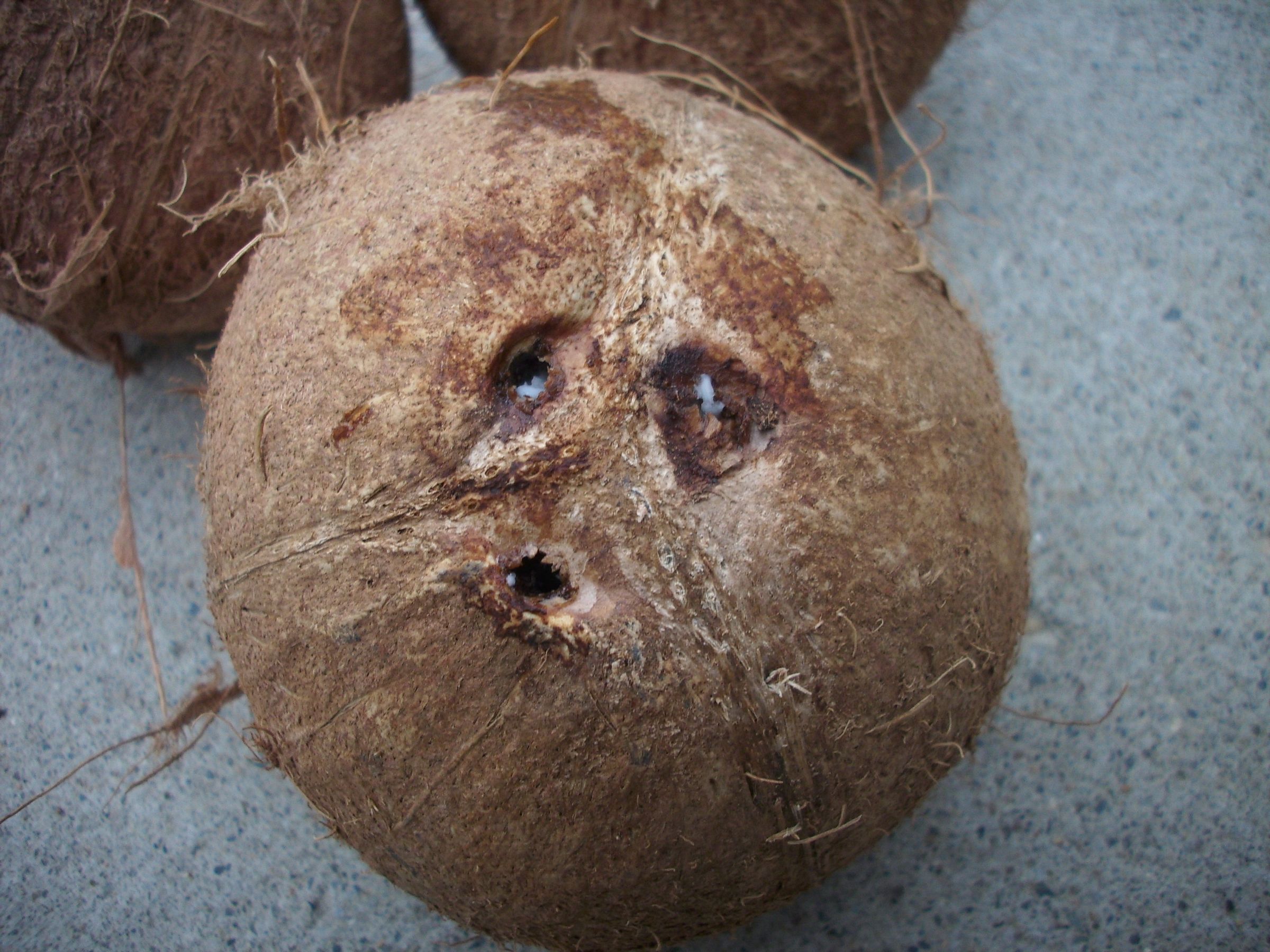 Coco-Lanterns : 8 Steps - Instructables