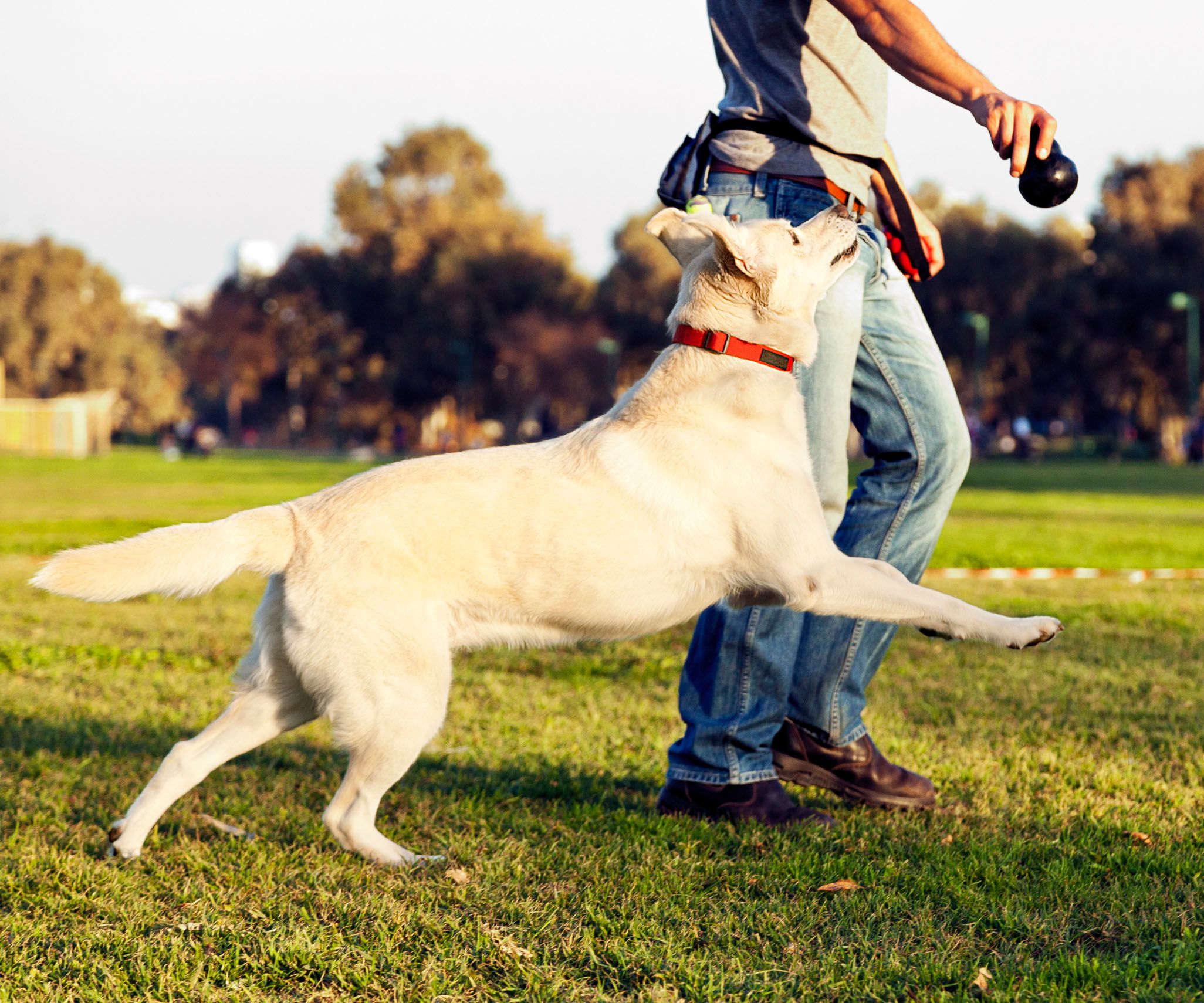 Automatic Ball-thrower for Dogs : 6 Steps - Instructables