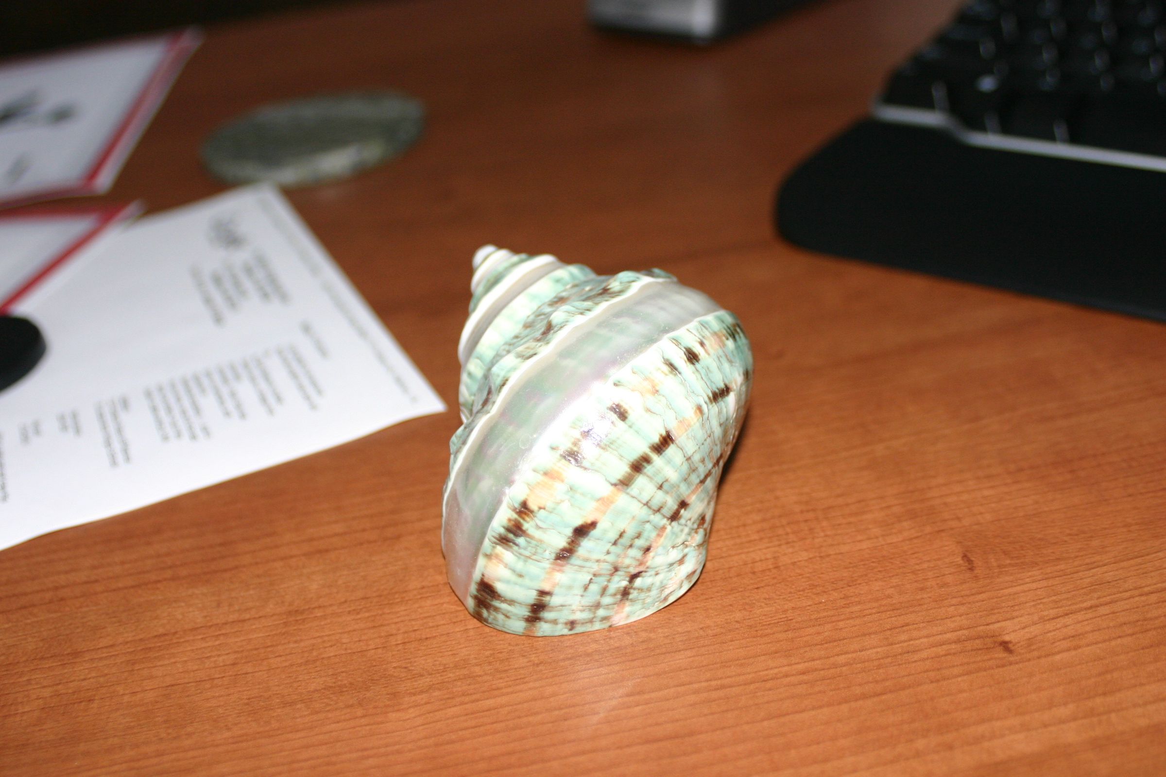 How to Make a Glowing LED Sea Shell Light - Instructables