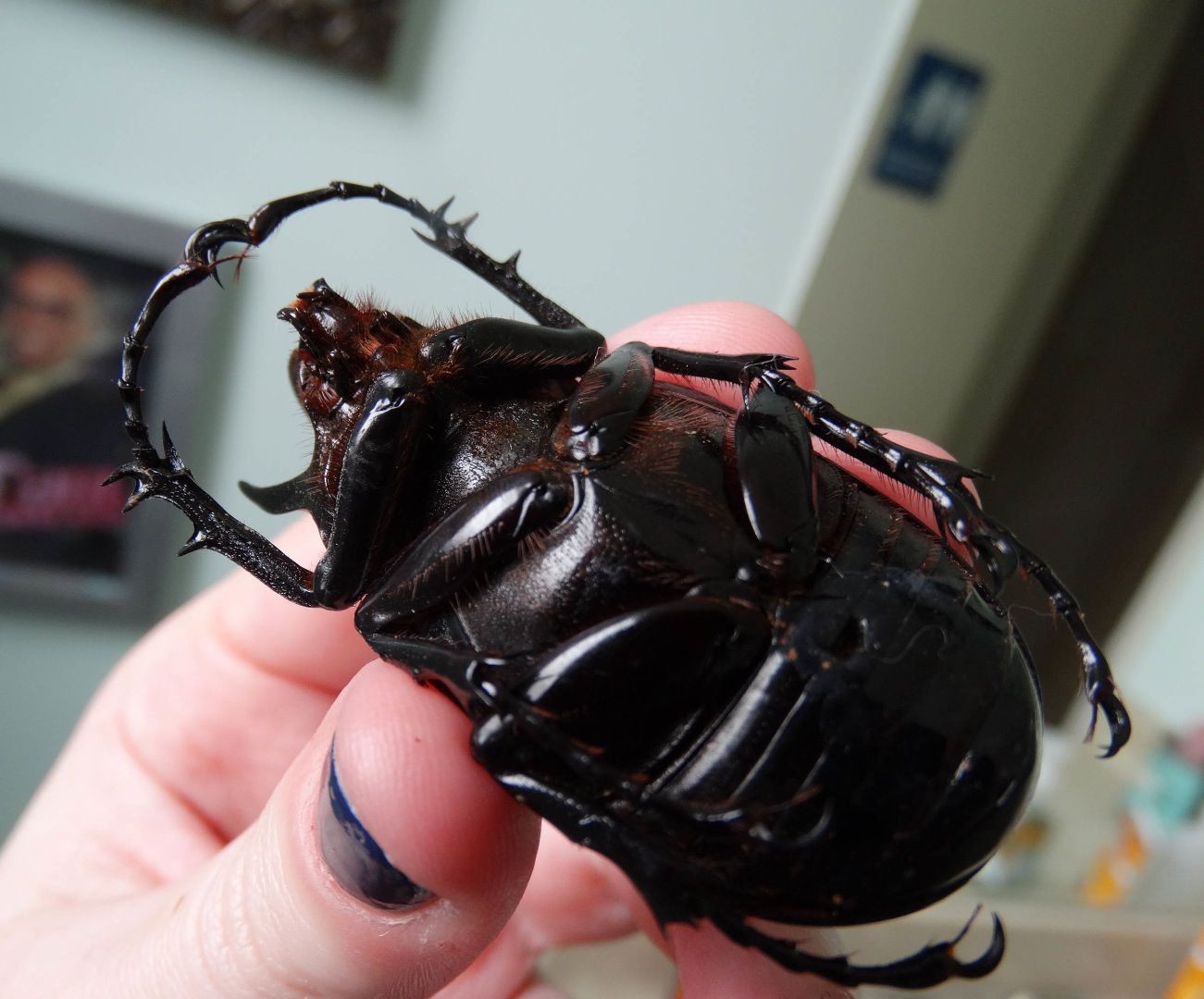 Preparing and Gilding a Real Insect : 10 Steps (with Pictures ...