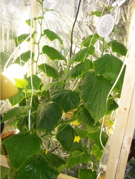 Time-Machine for Plants :-) : 5 Steps (with Pictures) - Instructables