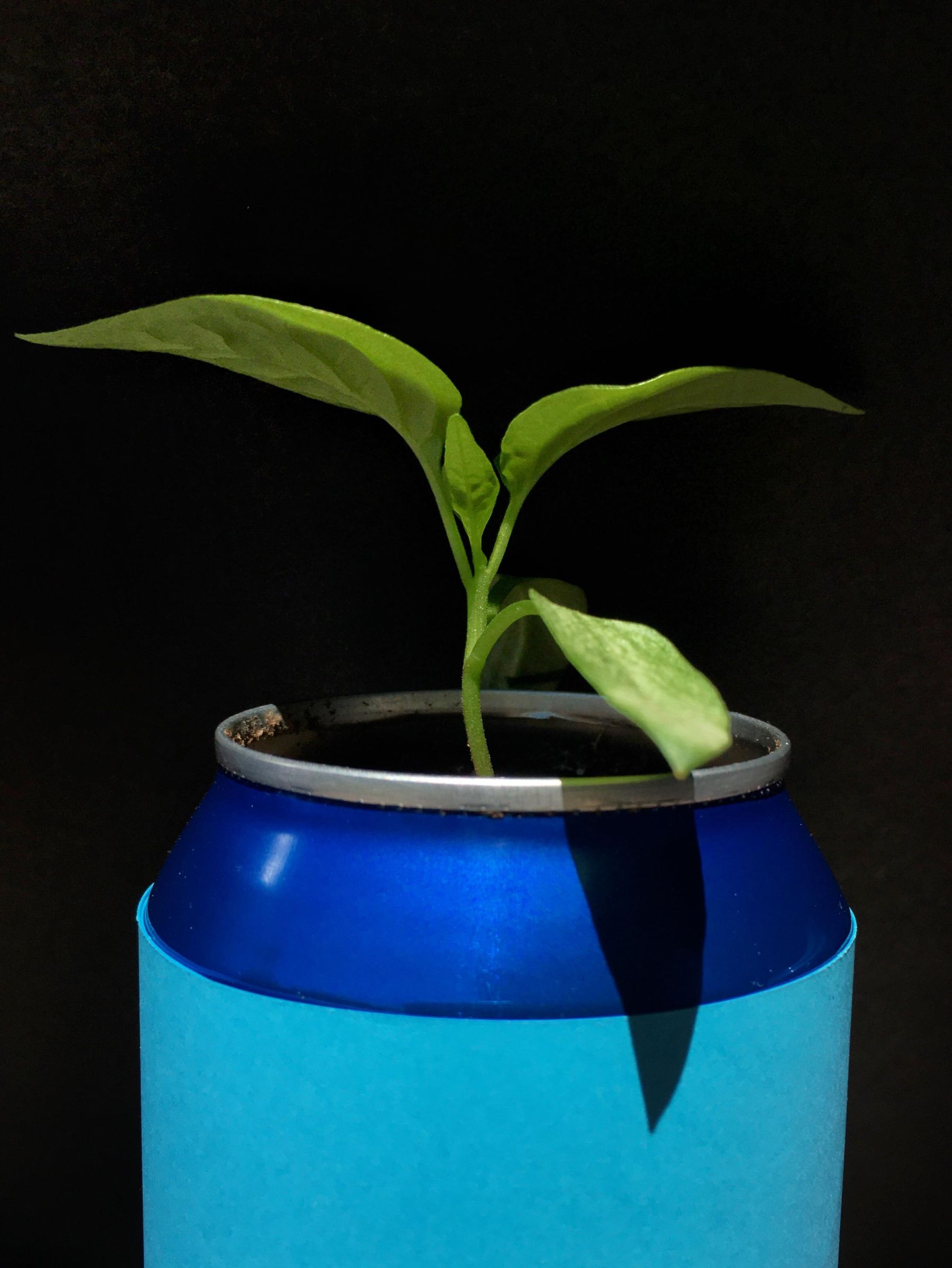 Upcycled Soda Can Planter -Pepper in a Can : 11 Steps (with Pictures ...
