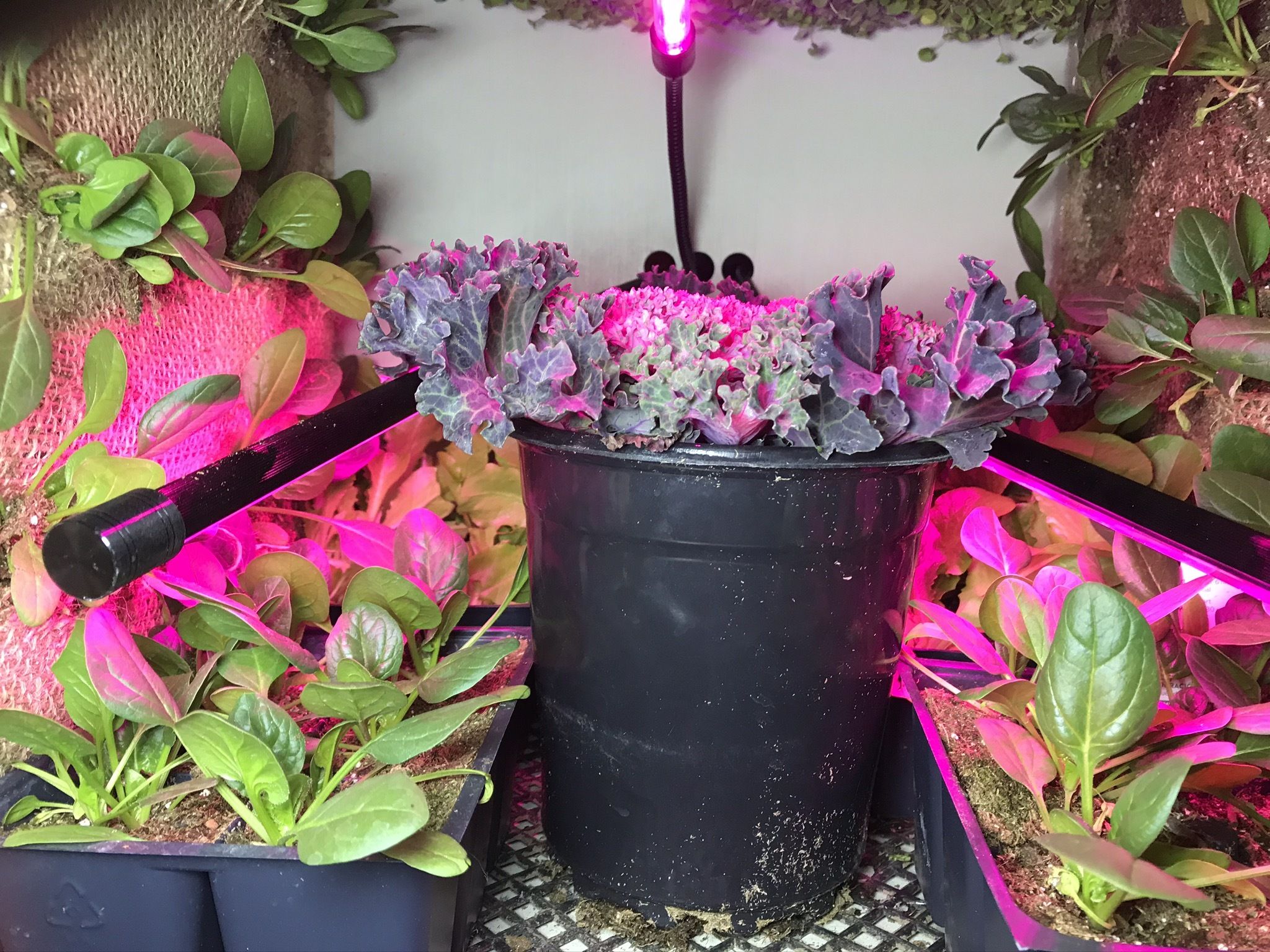 Zero Gravity Garden -Grow Beyond Earth : 6 Steps - Instructables